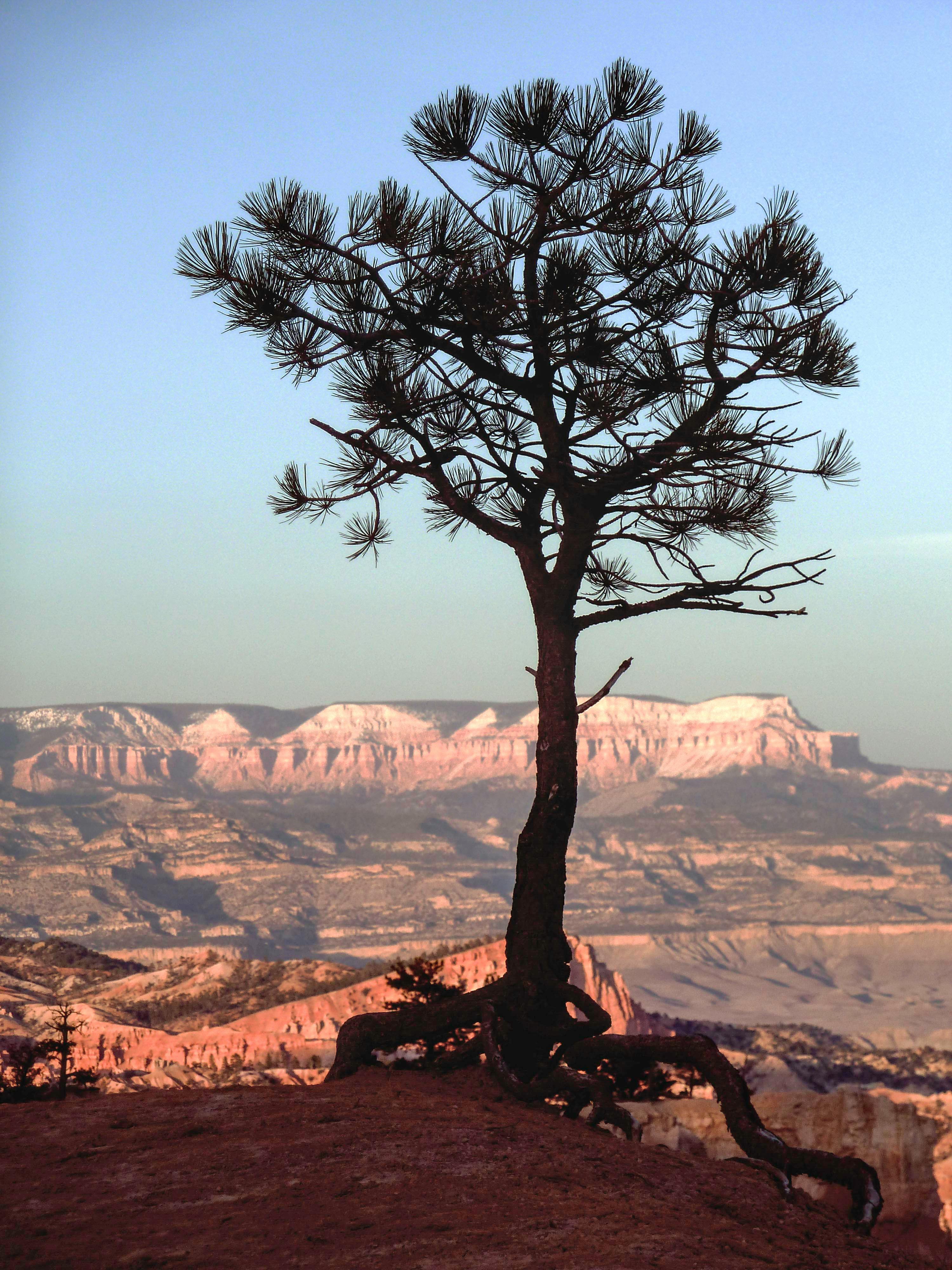 Single Tree in Canyon Landscape · Free Stock Photo