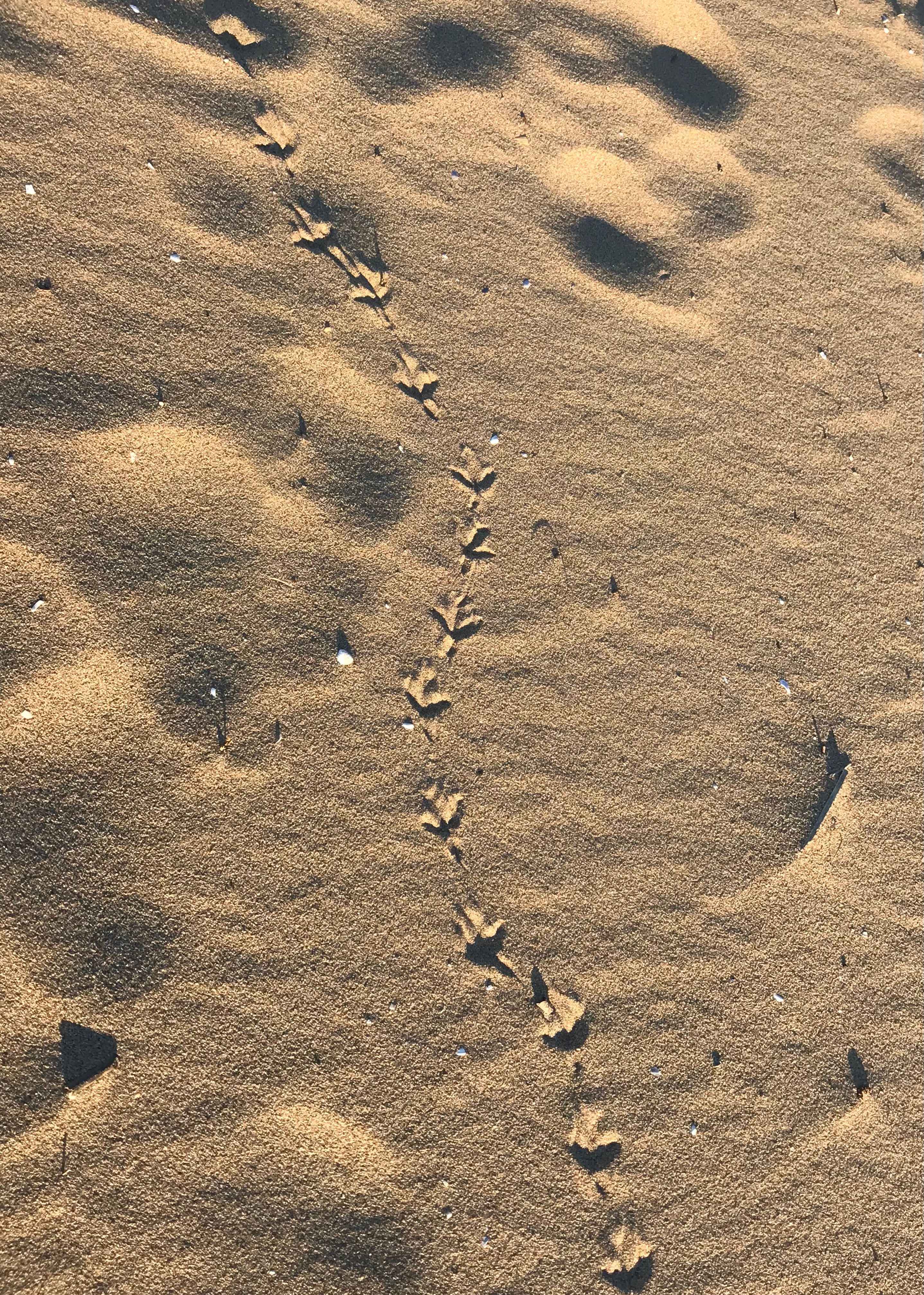 Bird Tracks on Sand · Free Stock Photo