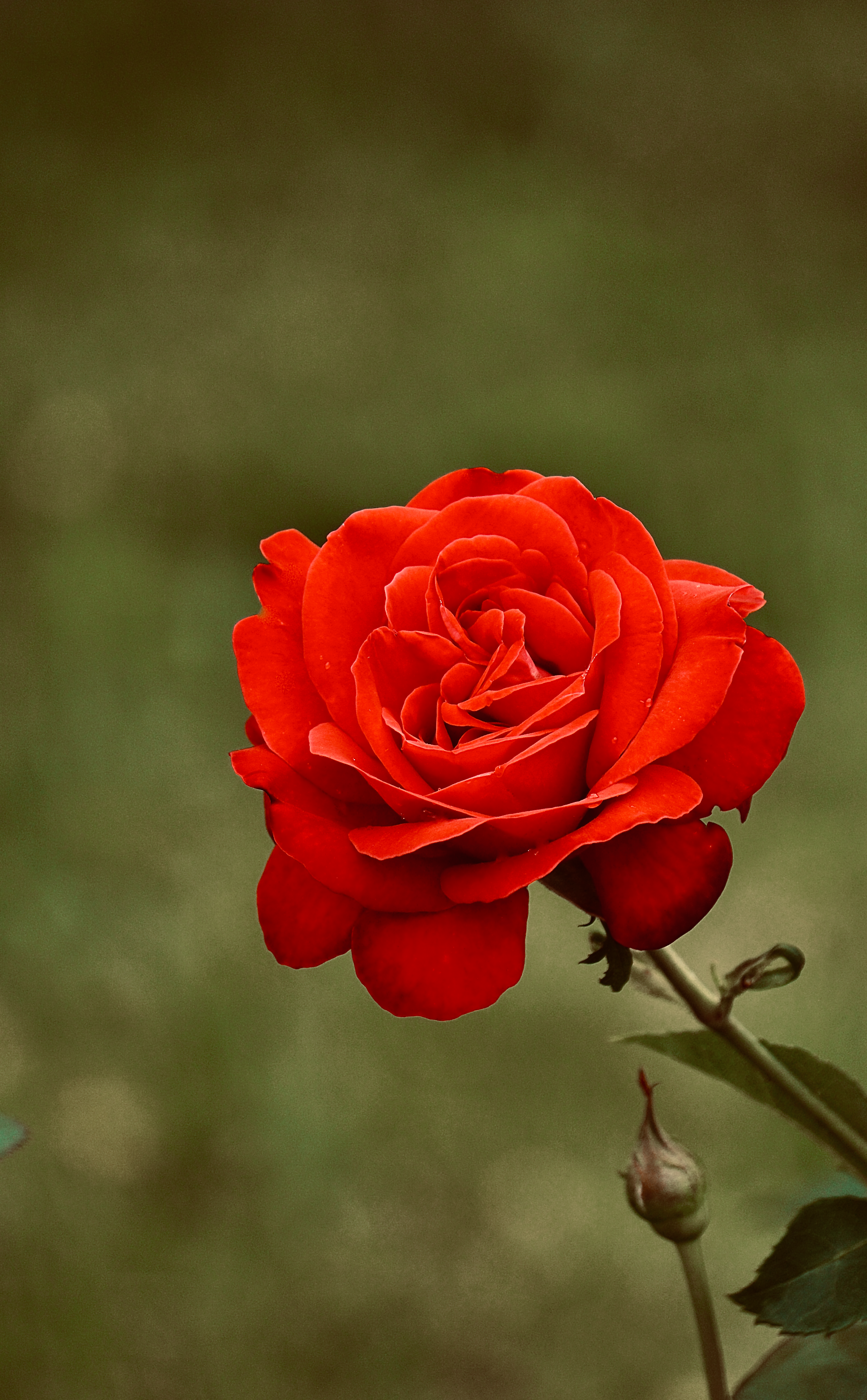 Close-up of Blooming Rose in Nature · Free Stock Photo