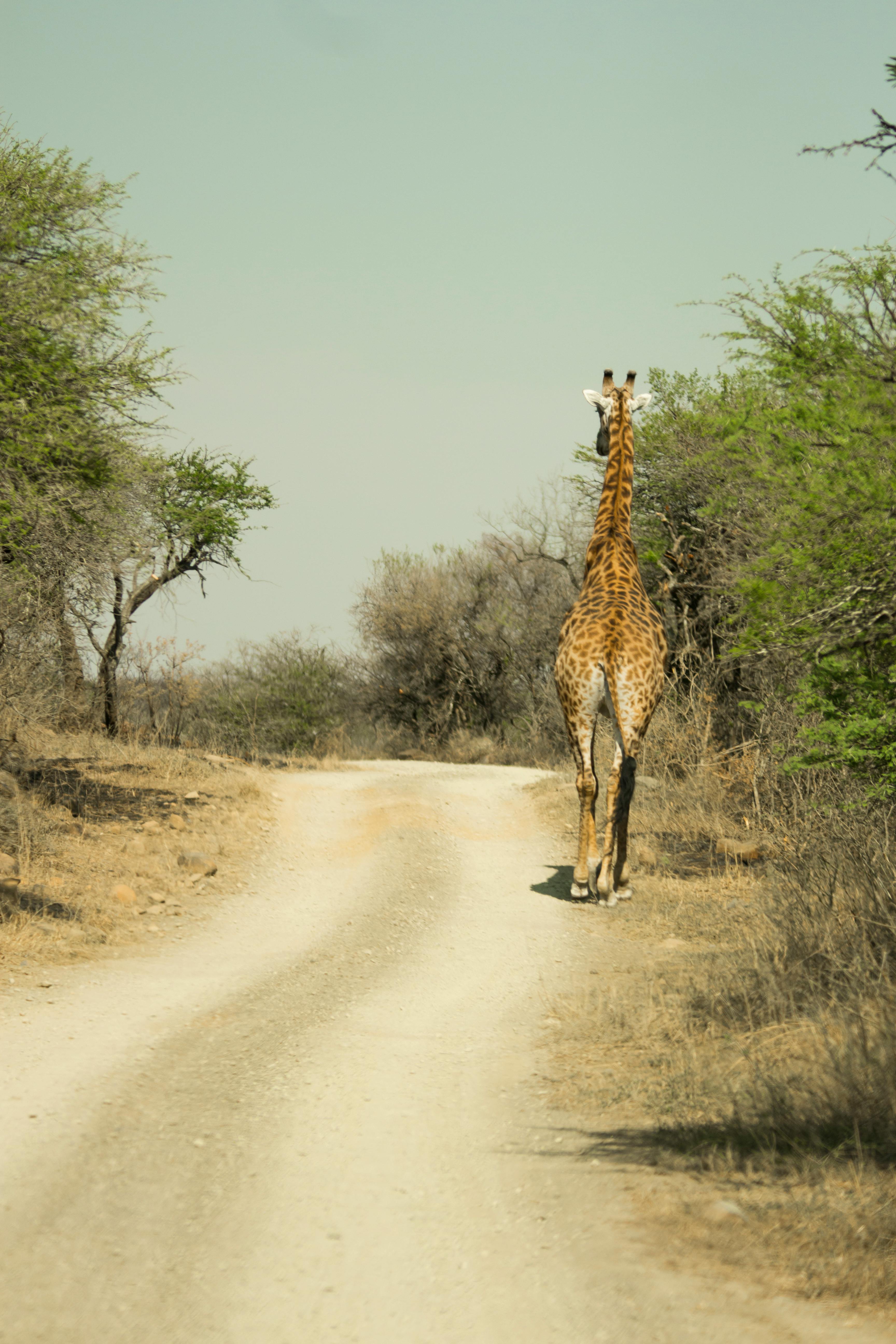 Foto de stock gratuita sobre animal, caminando, campo, carretera ...