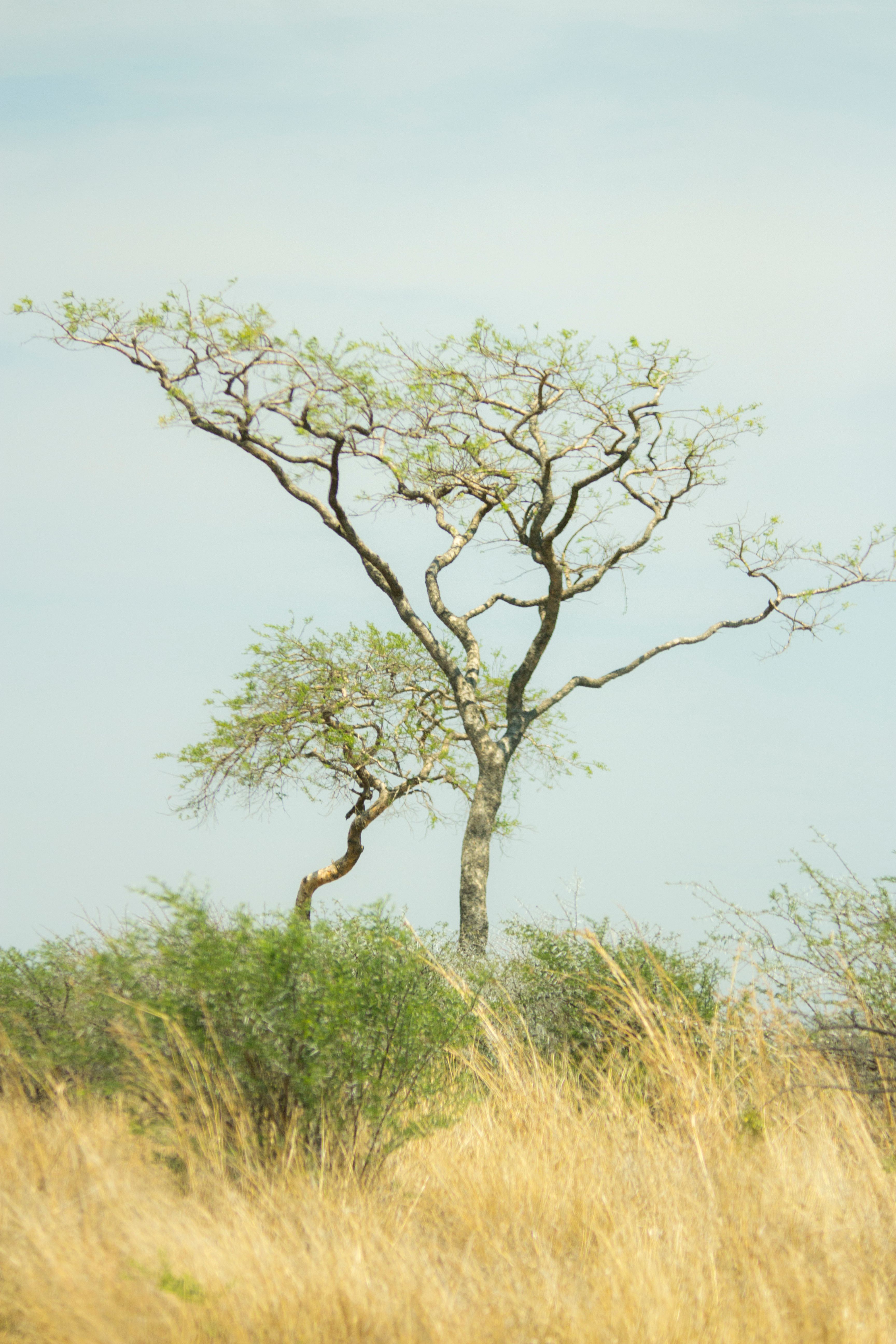 Tree Growing in Wild Grassland · Free Stock Photo