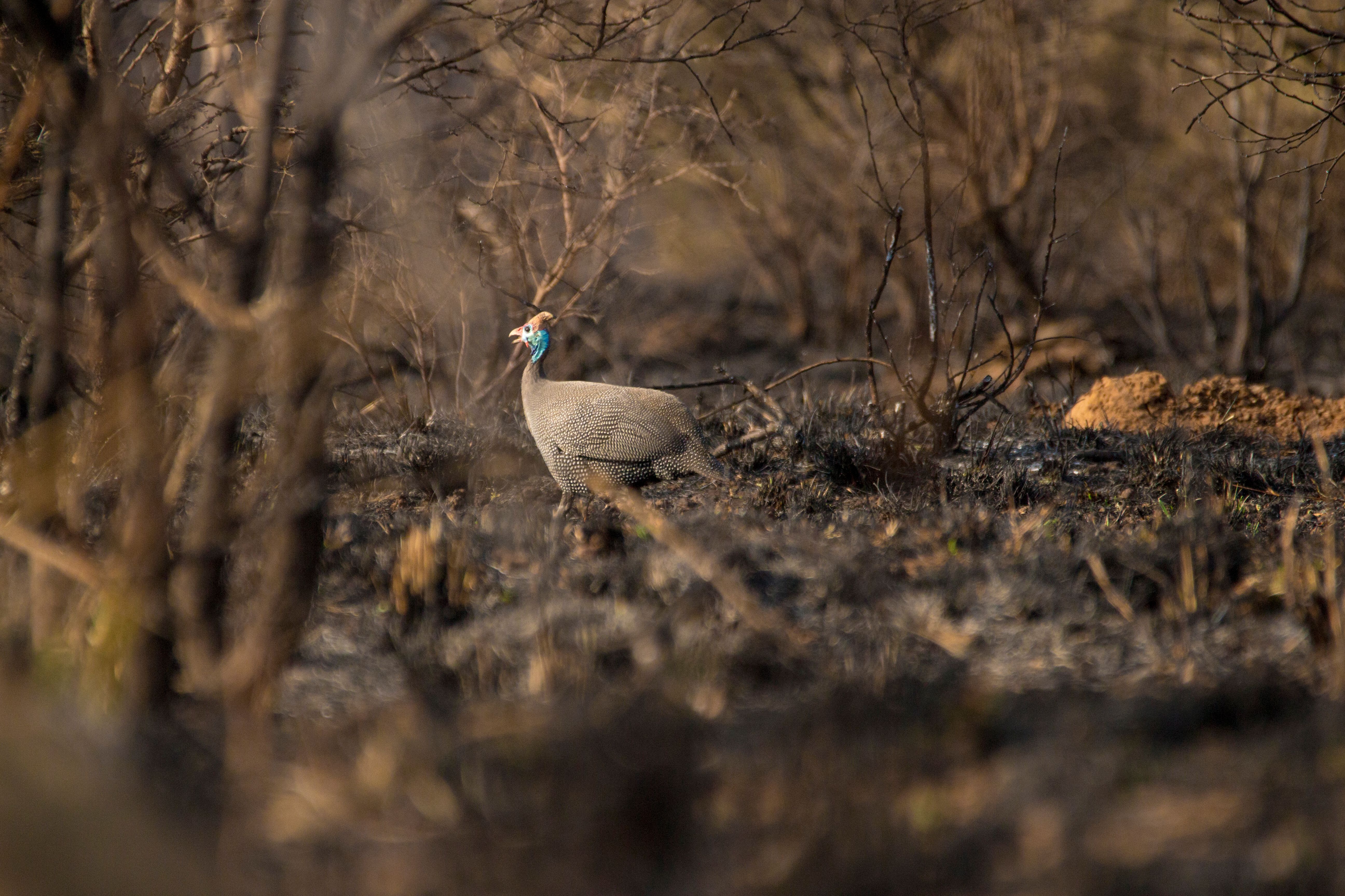 Guineafowl Walking on Ground in Wild Forest · Free Stock Photo
