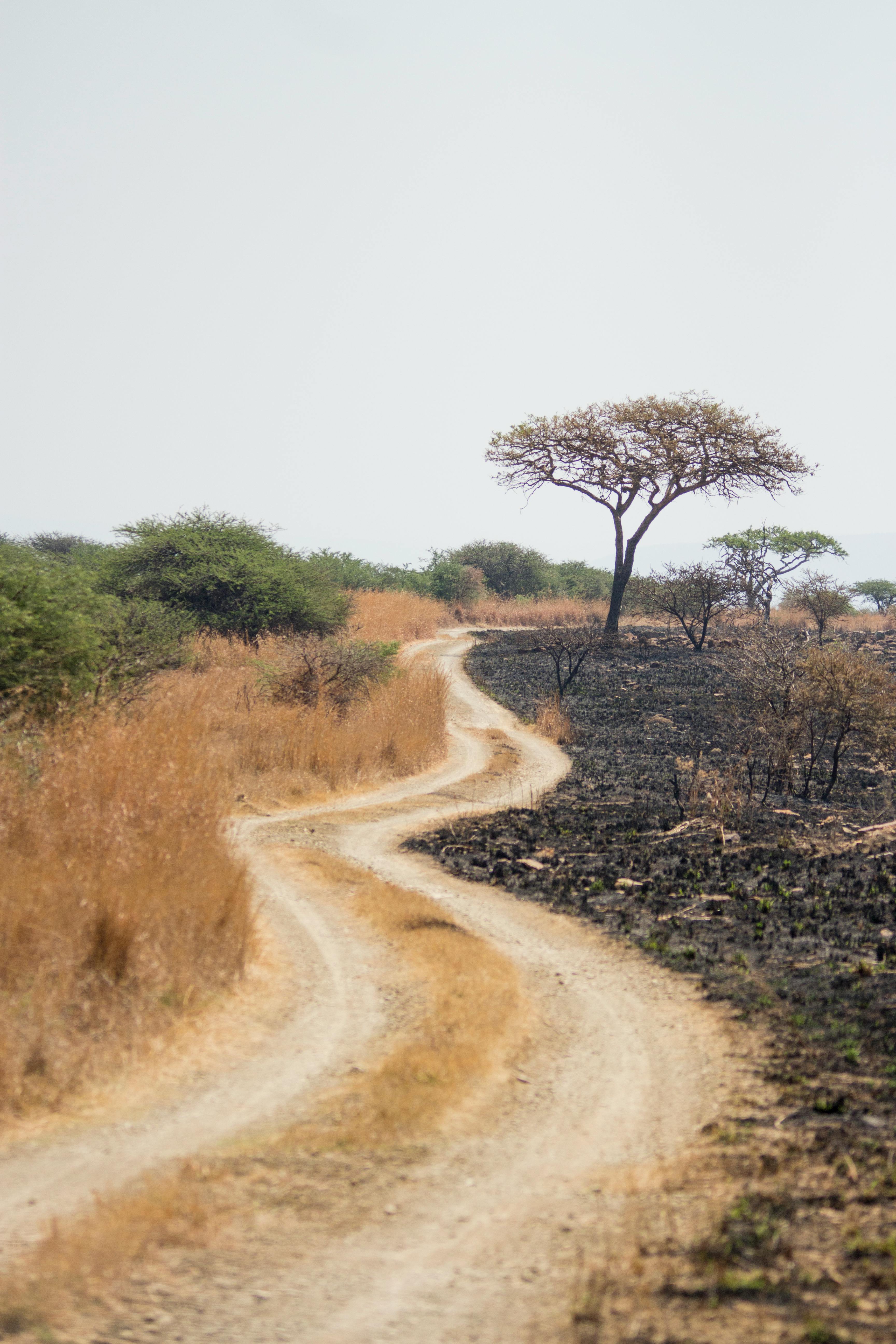 Wild Hog Photos, Download The BEST Free Wild Hog Stock Photos & HD Images