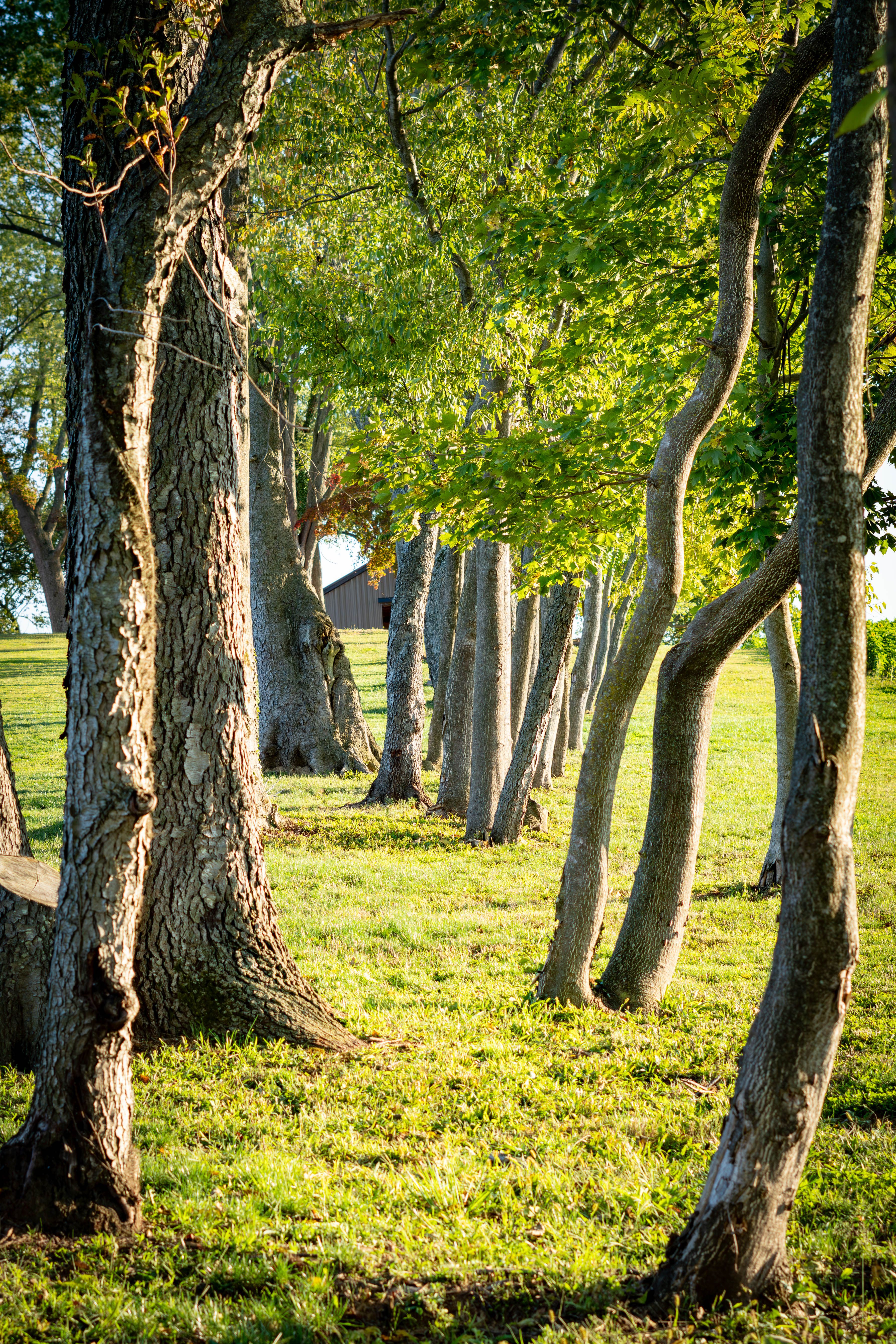 Trees Growing in Countryside · Free Stock Photo