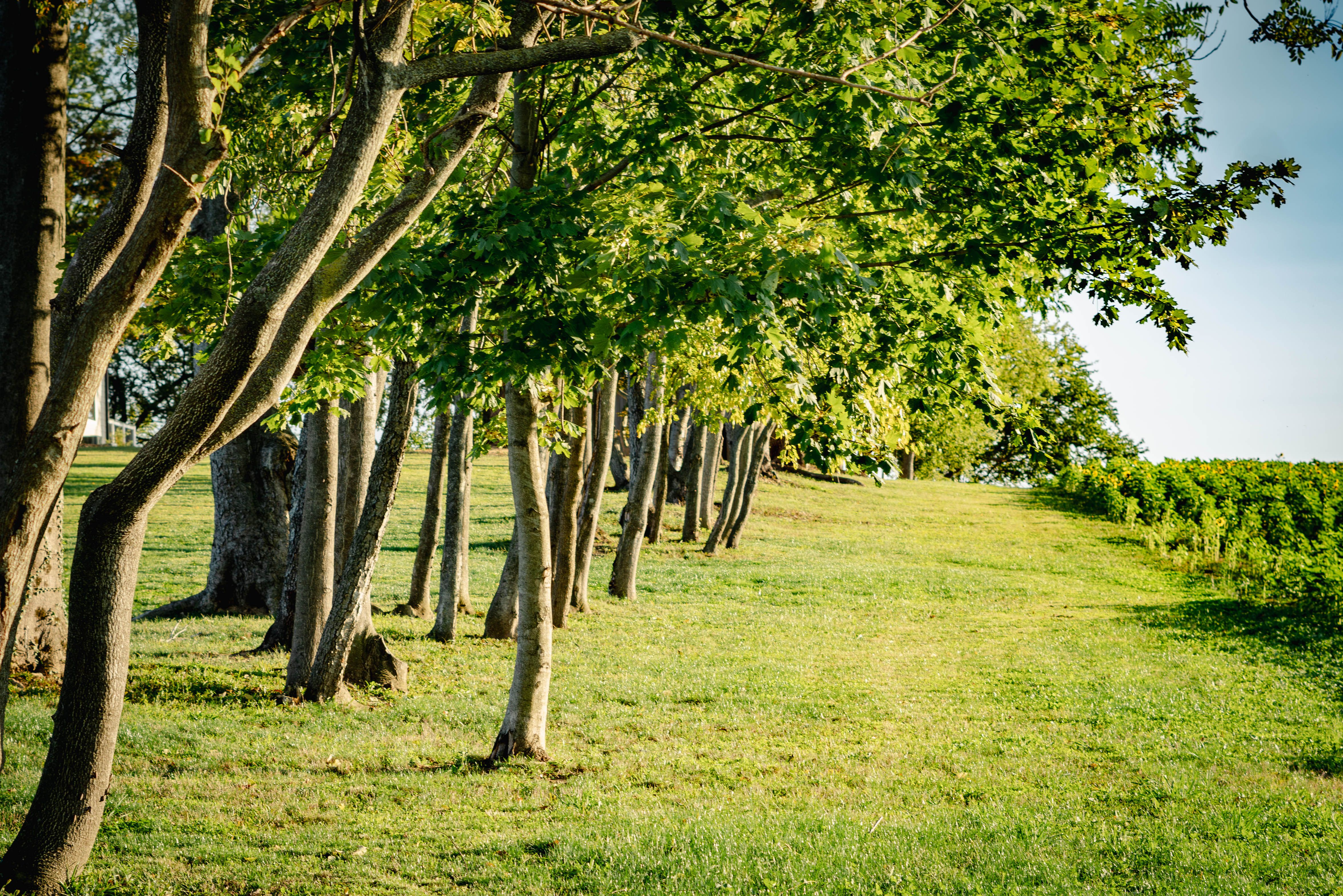 Park in Summer · Free Stock Photo