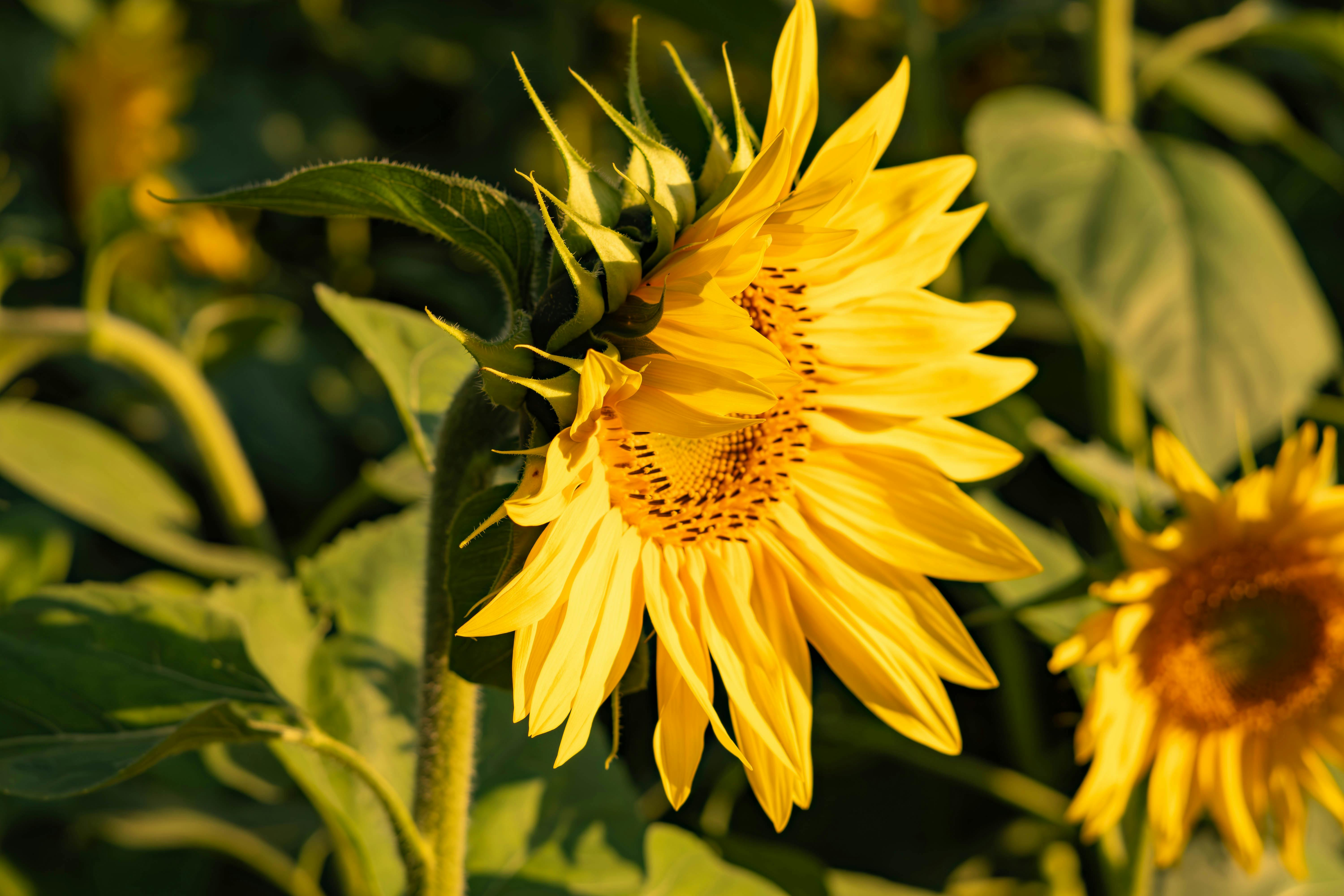 Four Sunflowers in Bloom on Teal Surface · Free Stock Photo