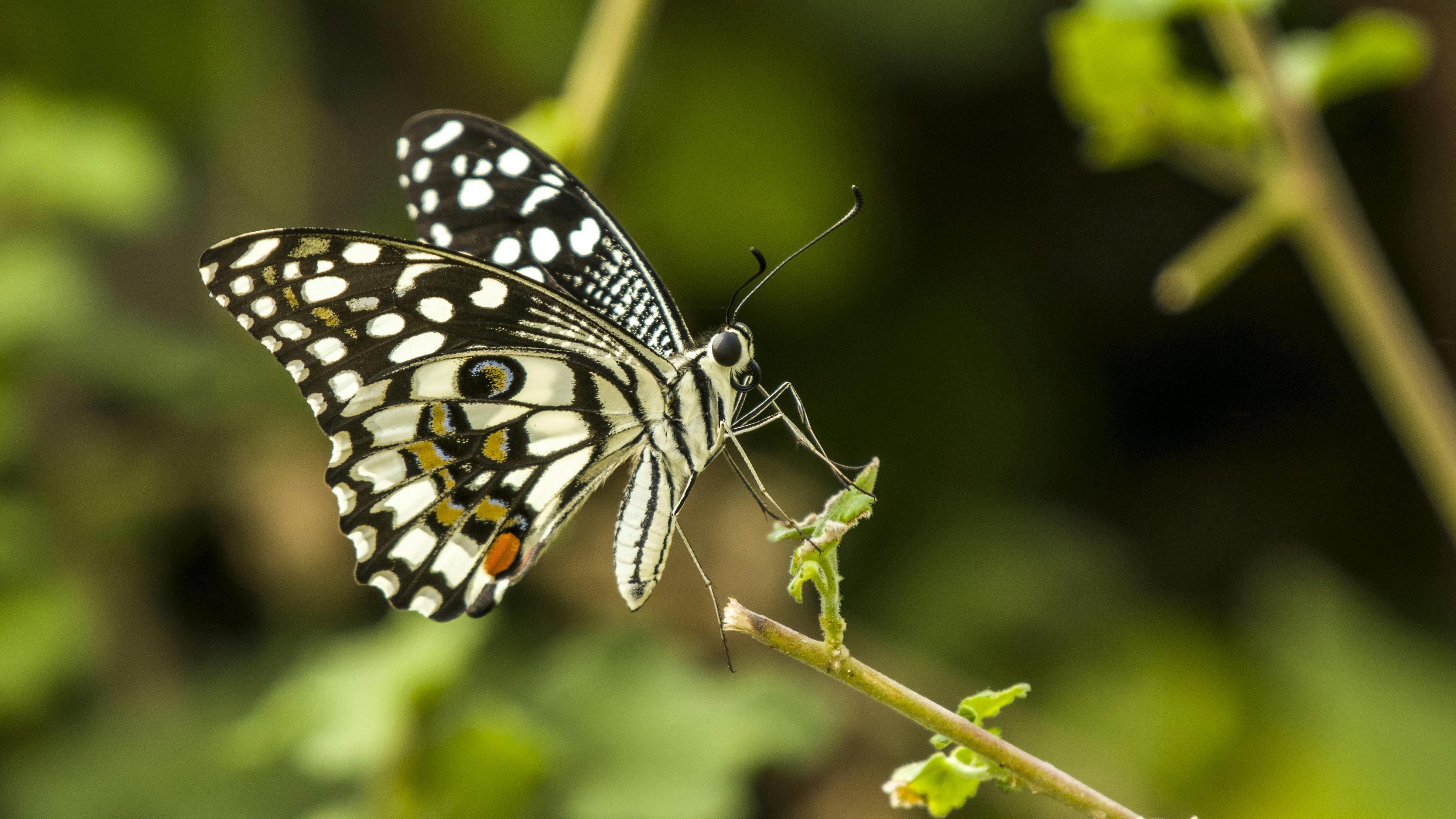 Insect Bite Photos, Download The BEST Free Insect Bite Stock Photos ...