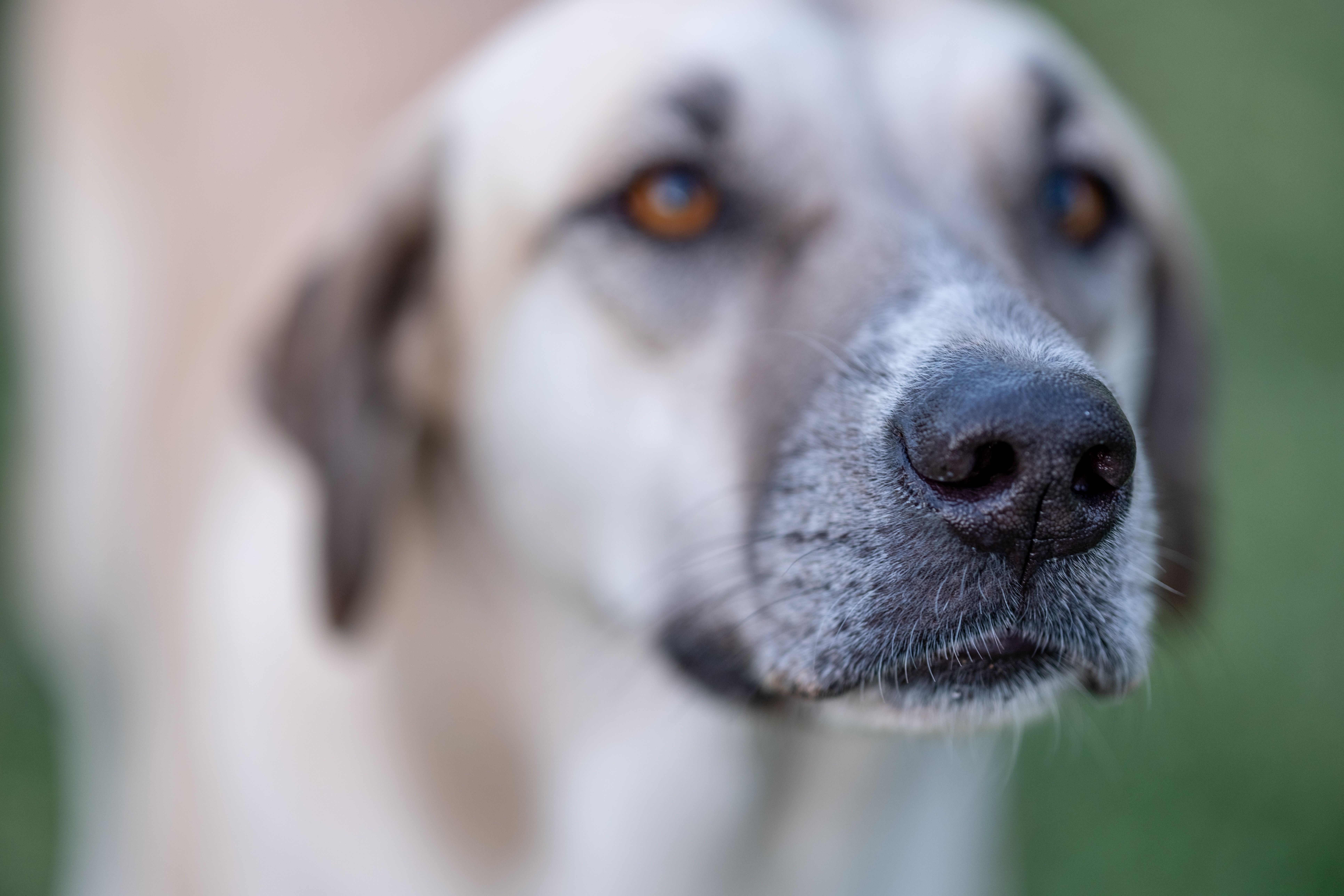 Close-Up Photo of a Dog Nose · Free Stock Photo