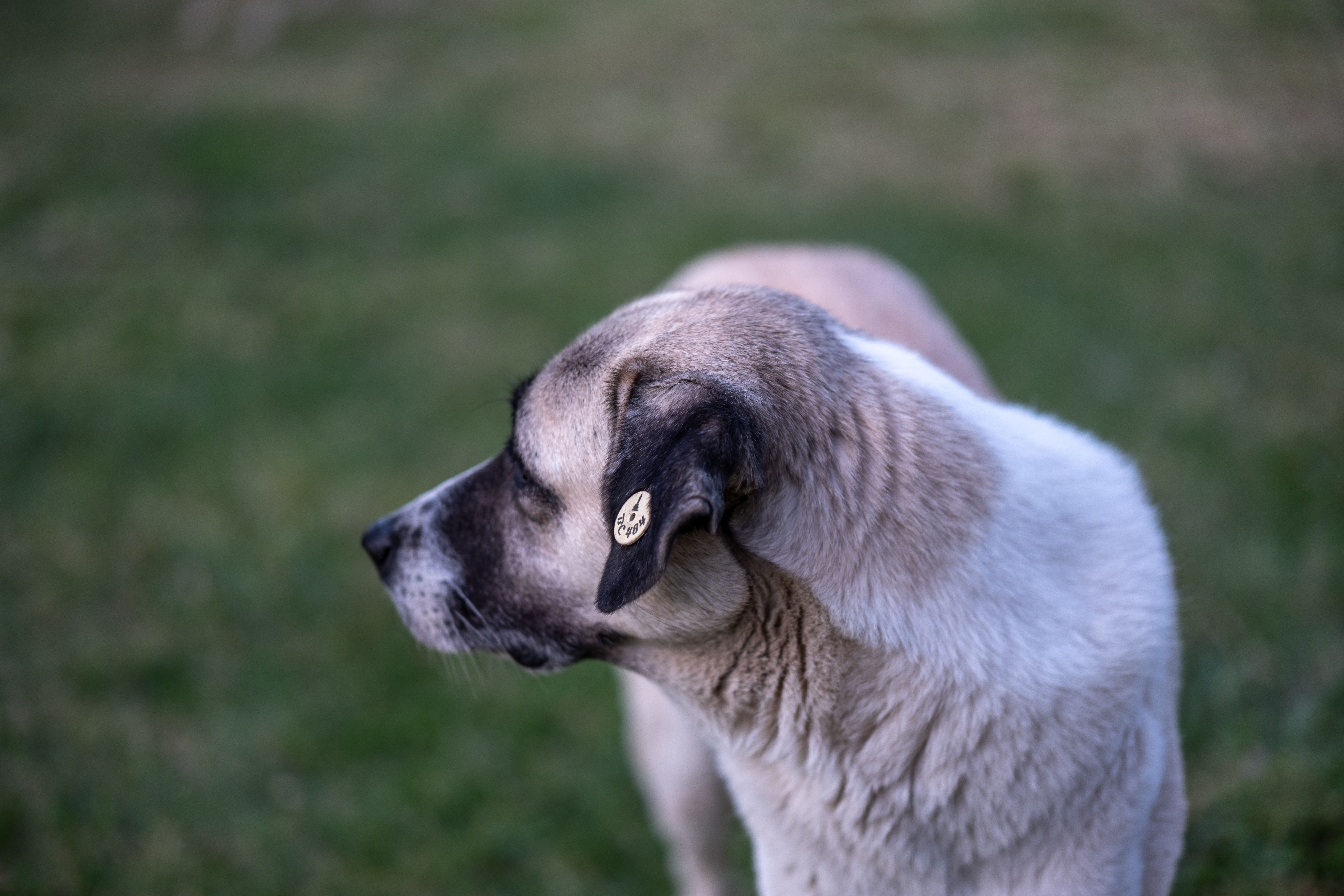 Sideways Dog Photos, Download The BEST Free Sideways Dog Stock Photos ...