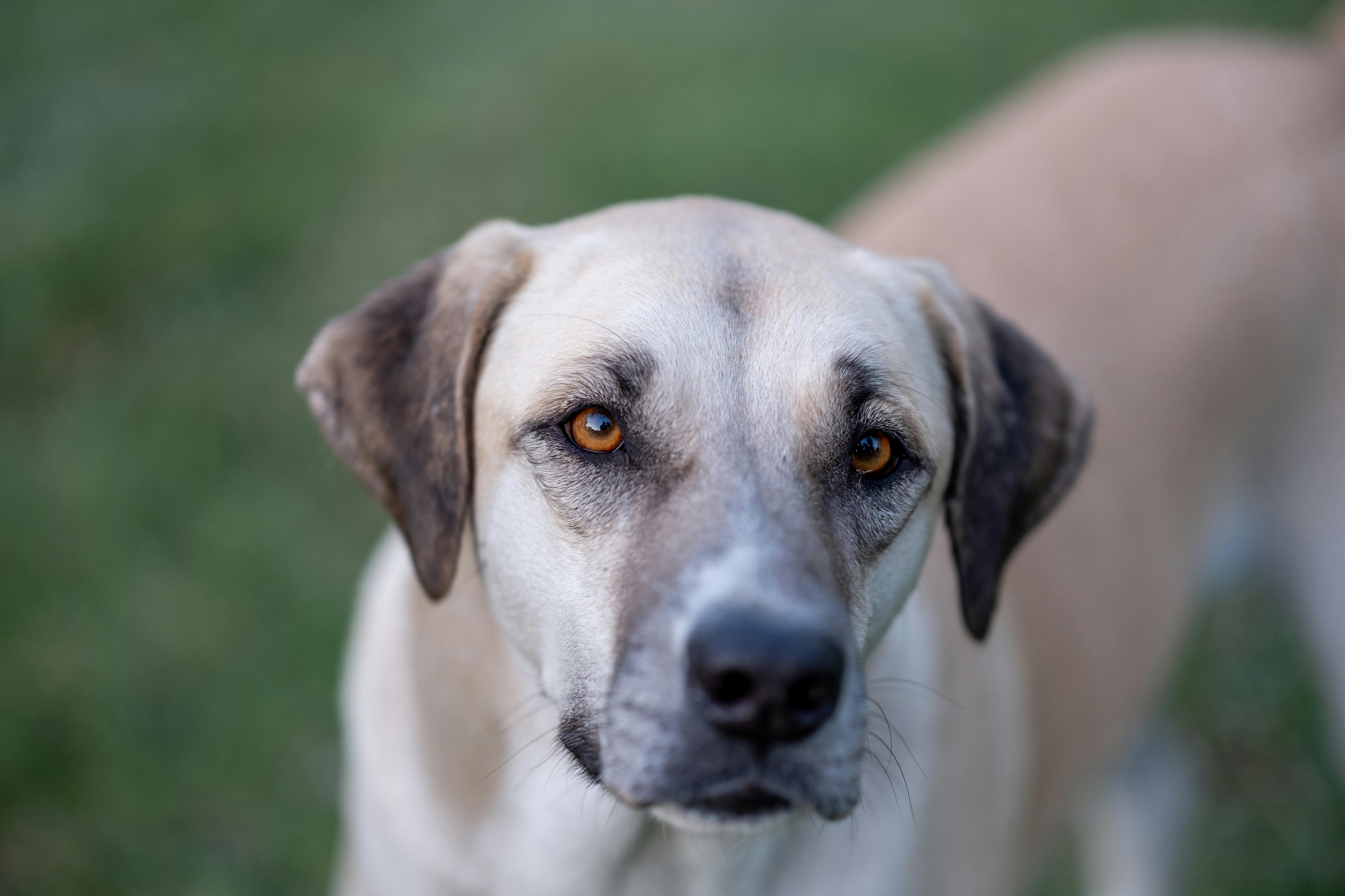 Dog Standing Up Photos, Download The BEST Free Dog Standing Up Stock ...