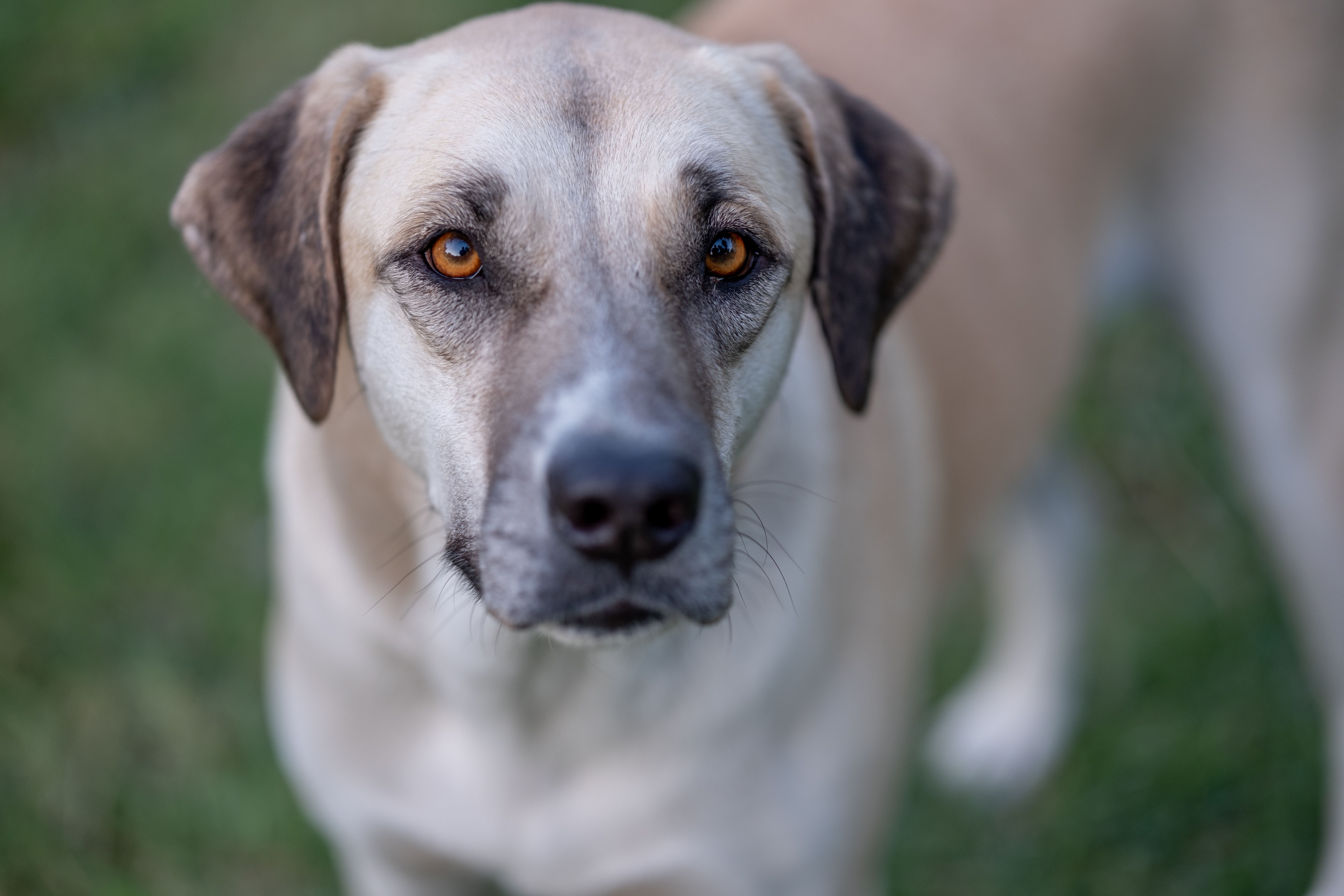 Turkish Shepherd Dog Photos, Download The BEST Free Turkish Shepherd ...