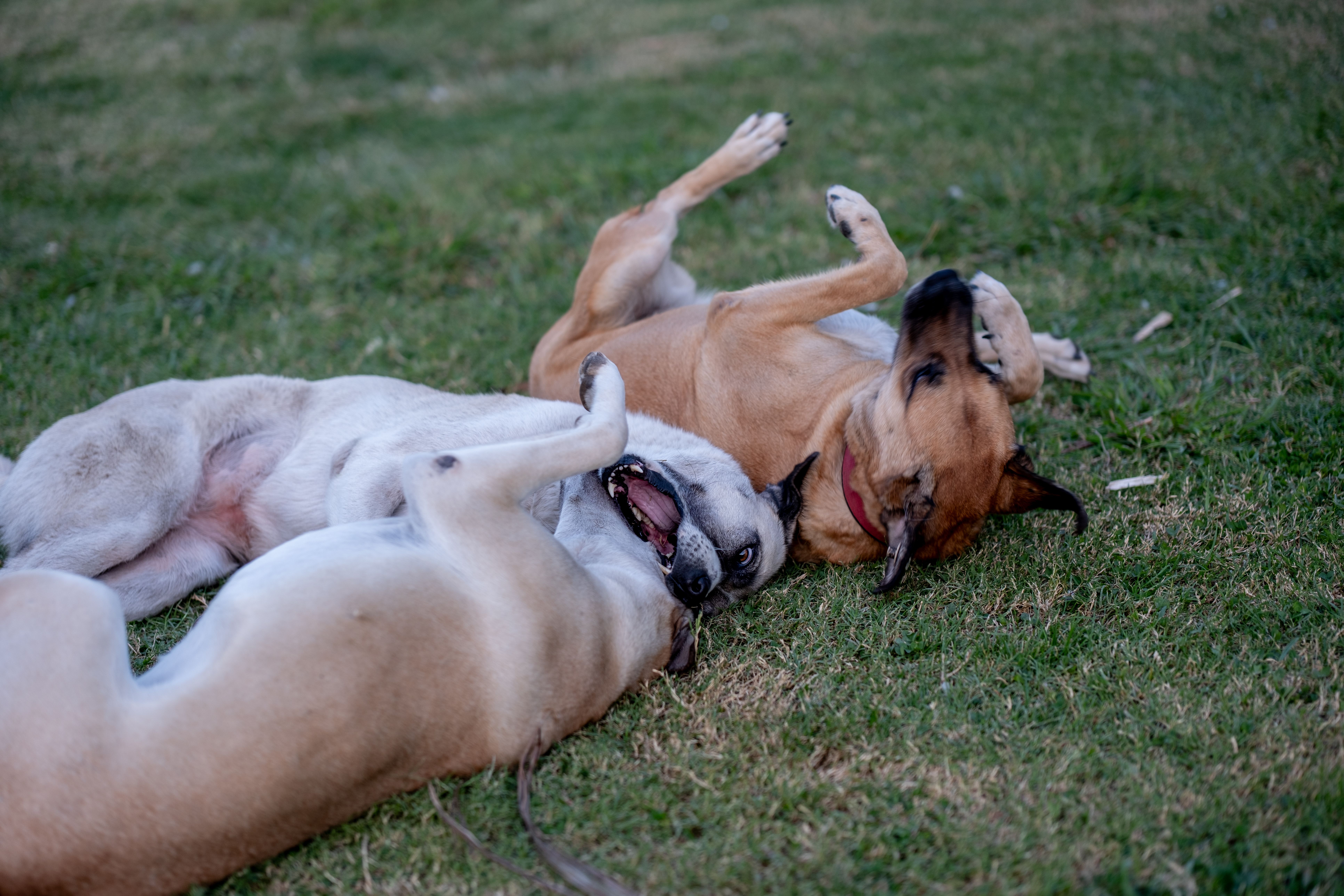 Dogs Playing Color: Green Photos, Download The BEST Free Dogs Playing ...