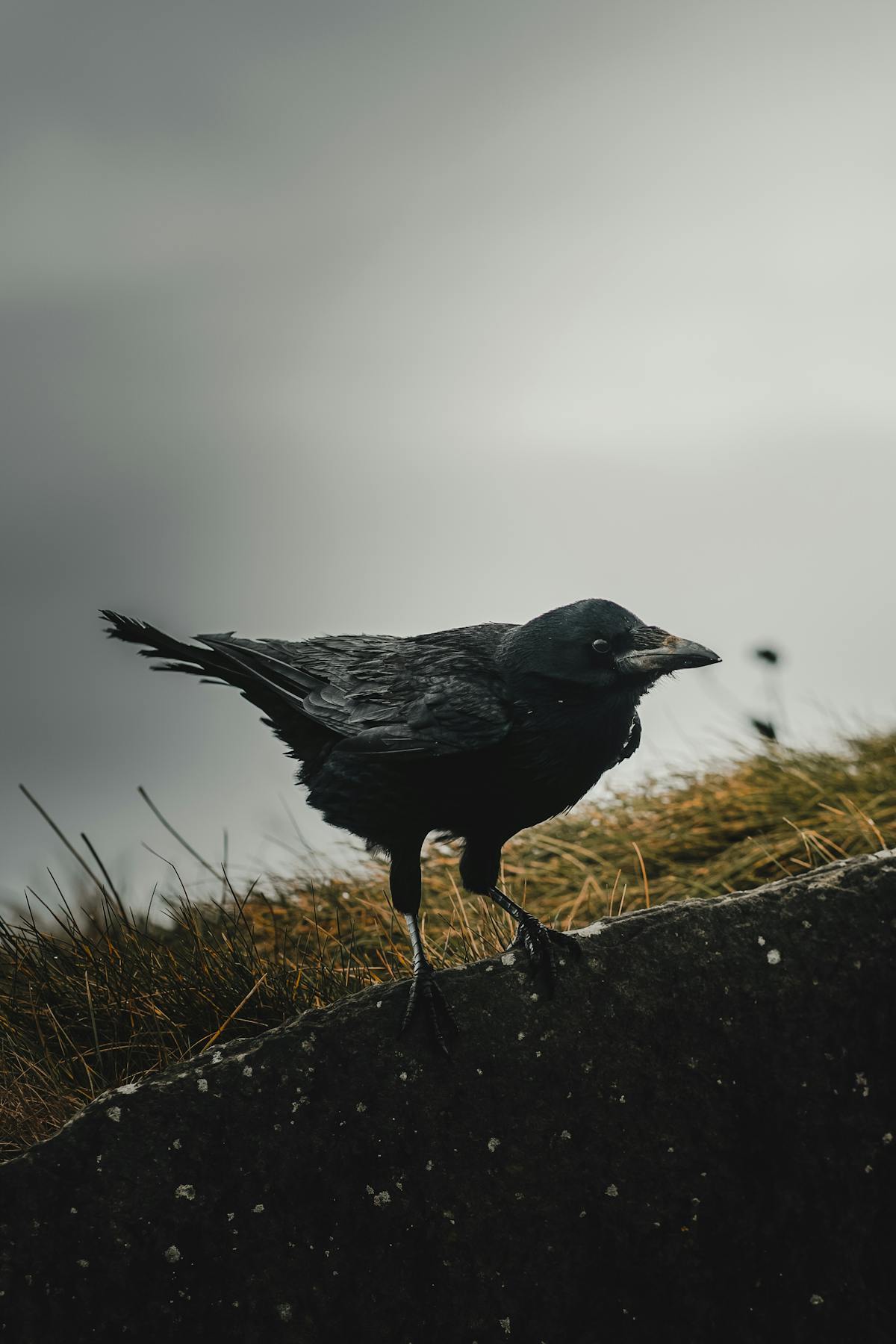 Raven Photos, Download The BEST Free Raven Stock Photos & HD Images