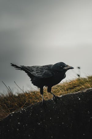 Raven Photos, Download The BEST Free Raven Stock Photos & HD Images