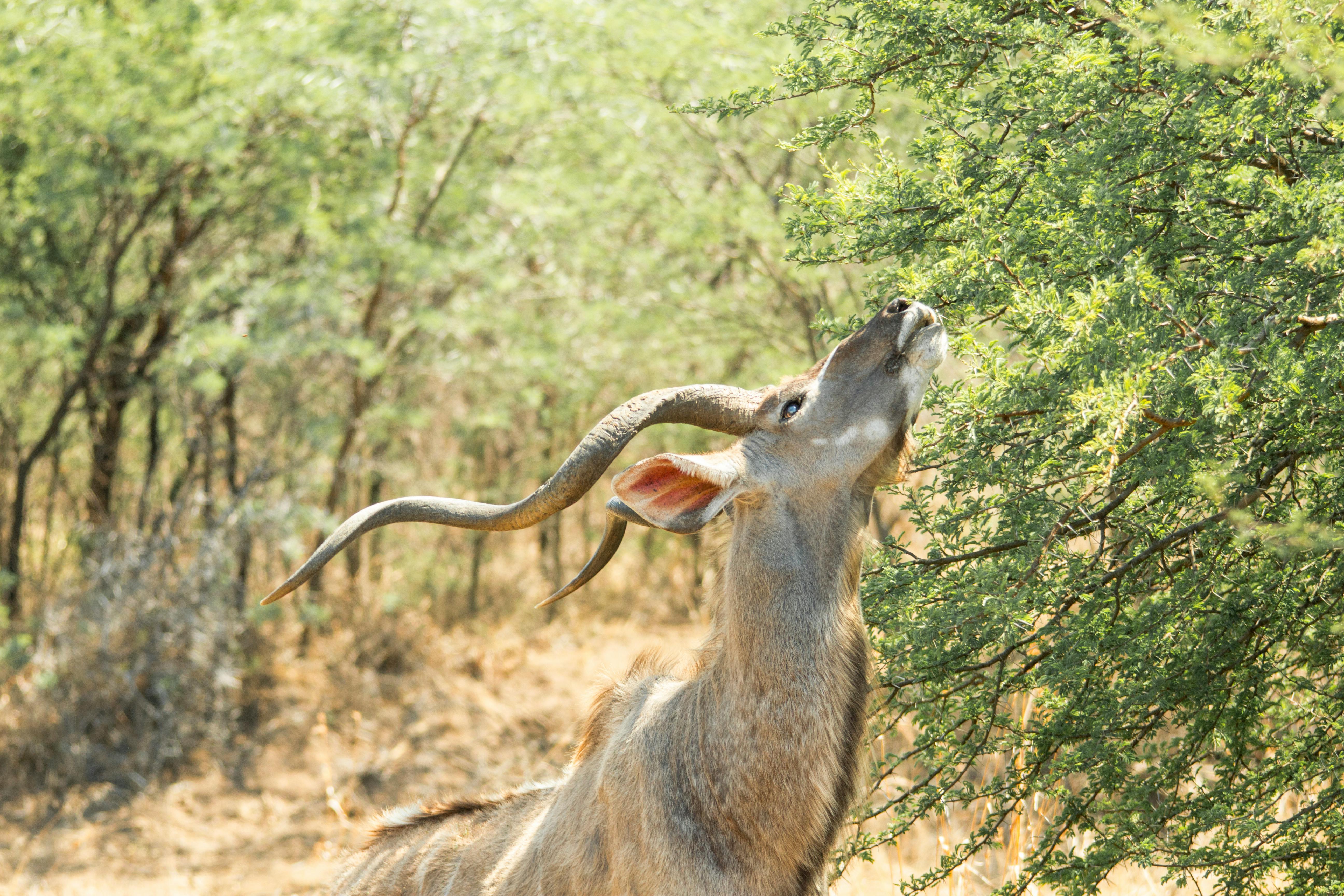 Antelope Eating Leaves from a Tree · Free Stock Photo