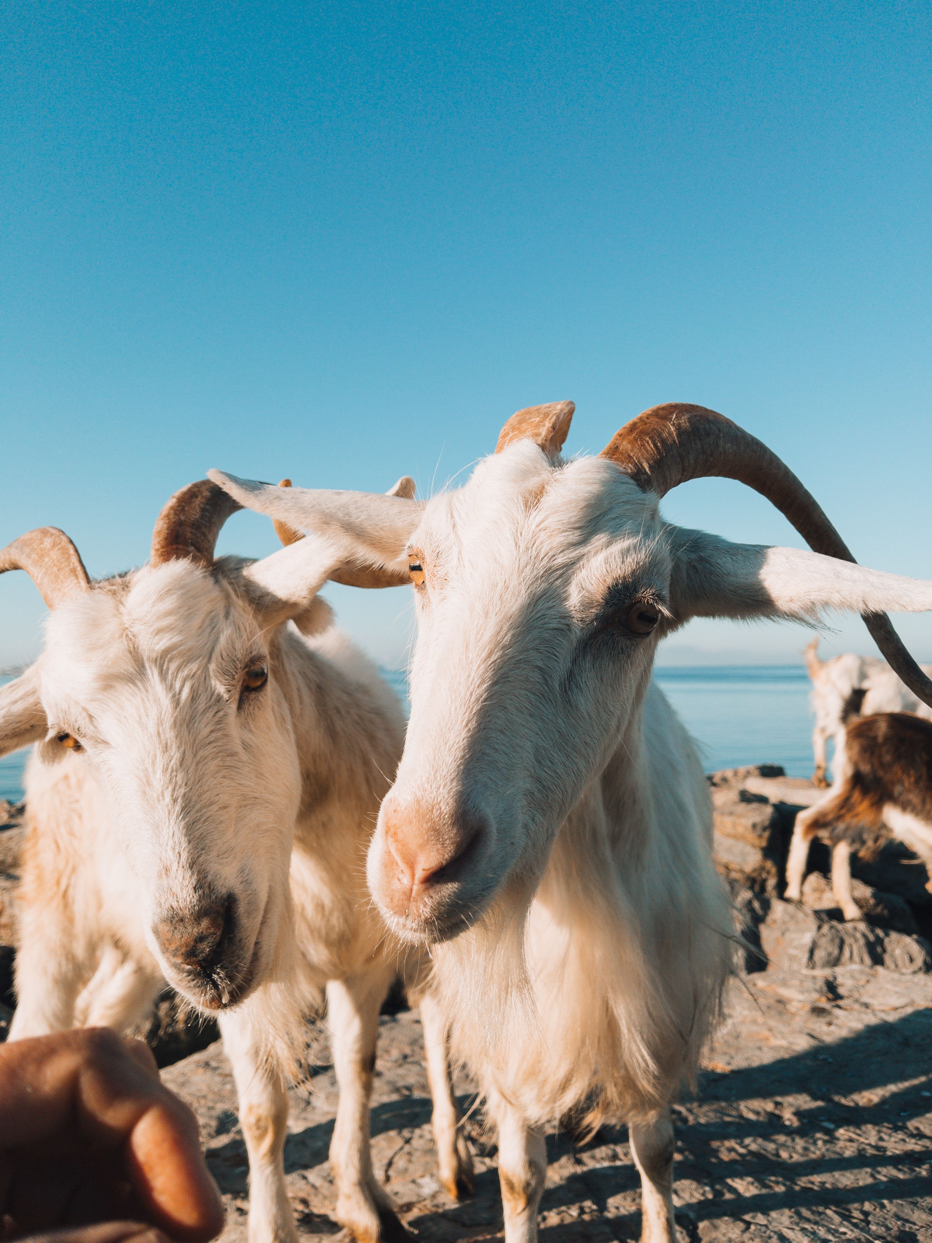 Close up of White Goats · Free Stock Photo