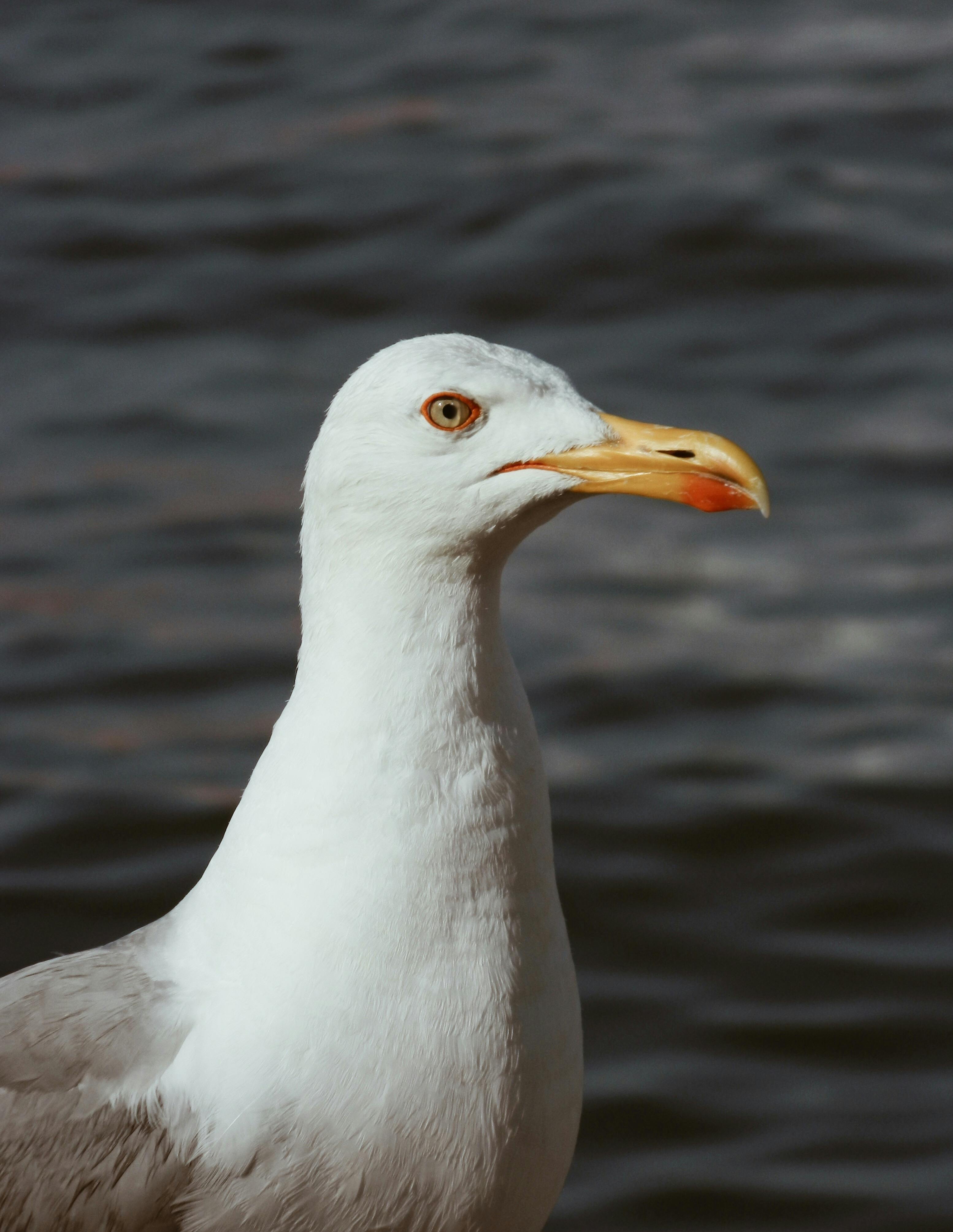 Close Up Photography of Seagull · Free Stock Photo
