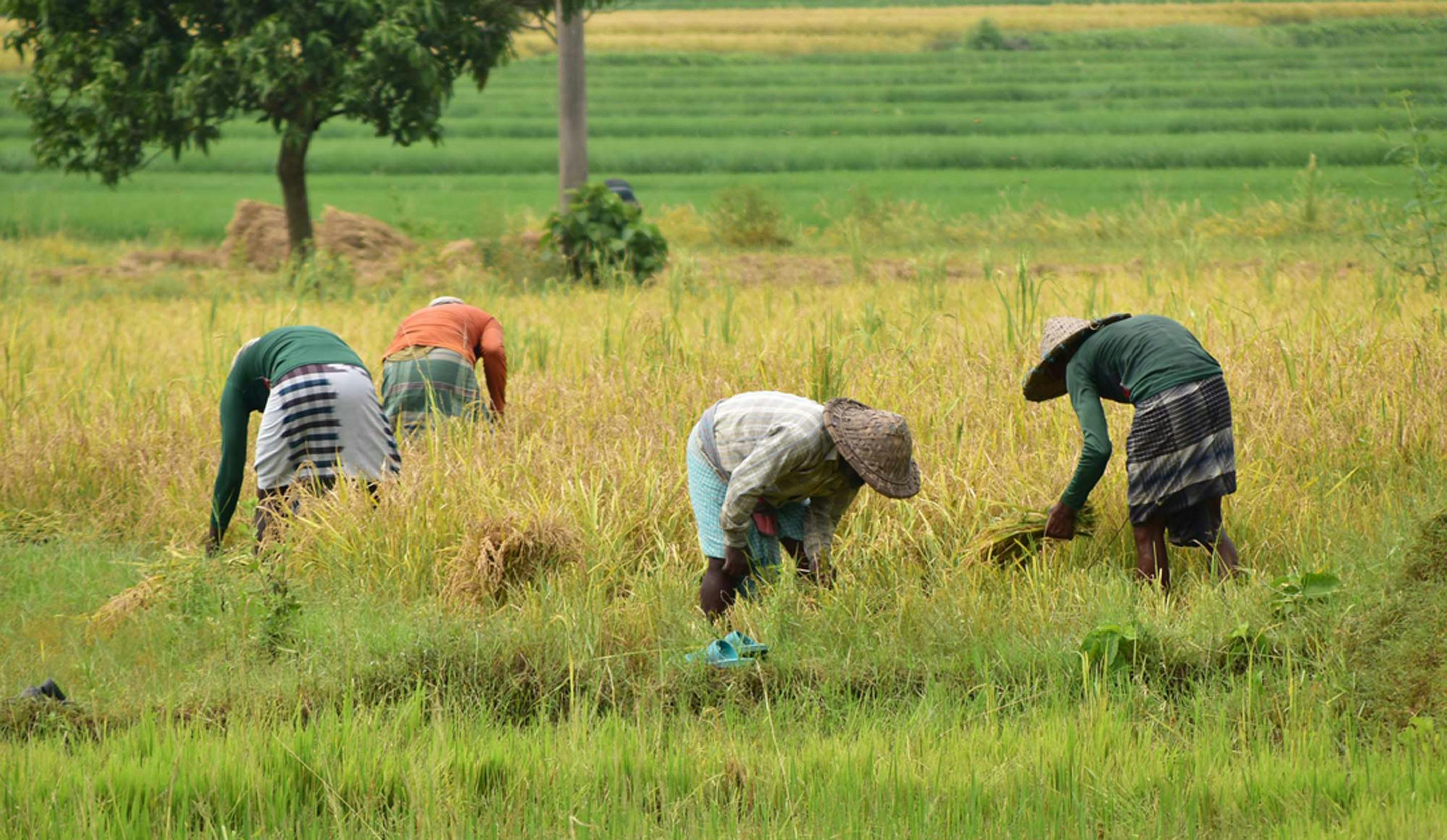 People Harvesting Rice by Hand · Free Stock Photo
