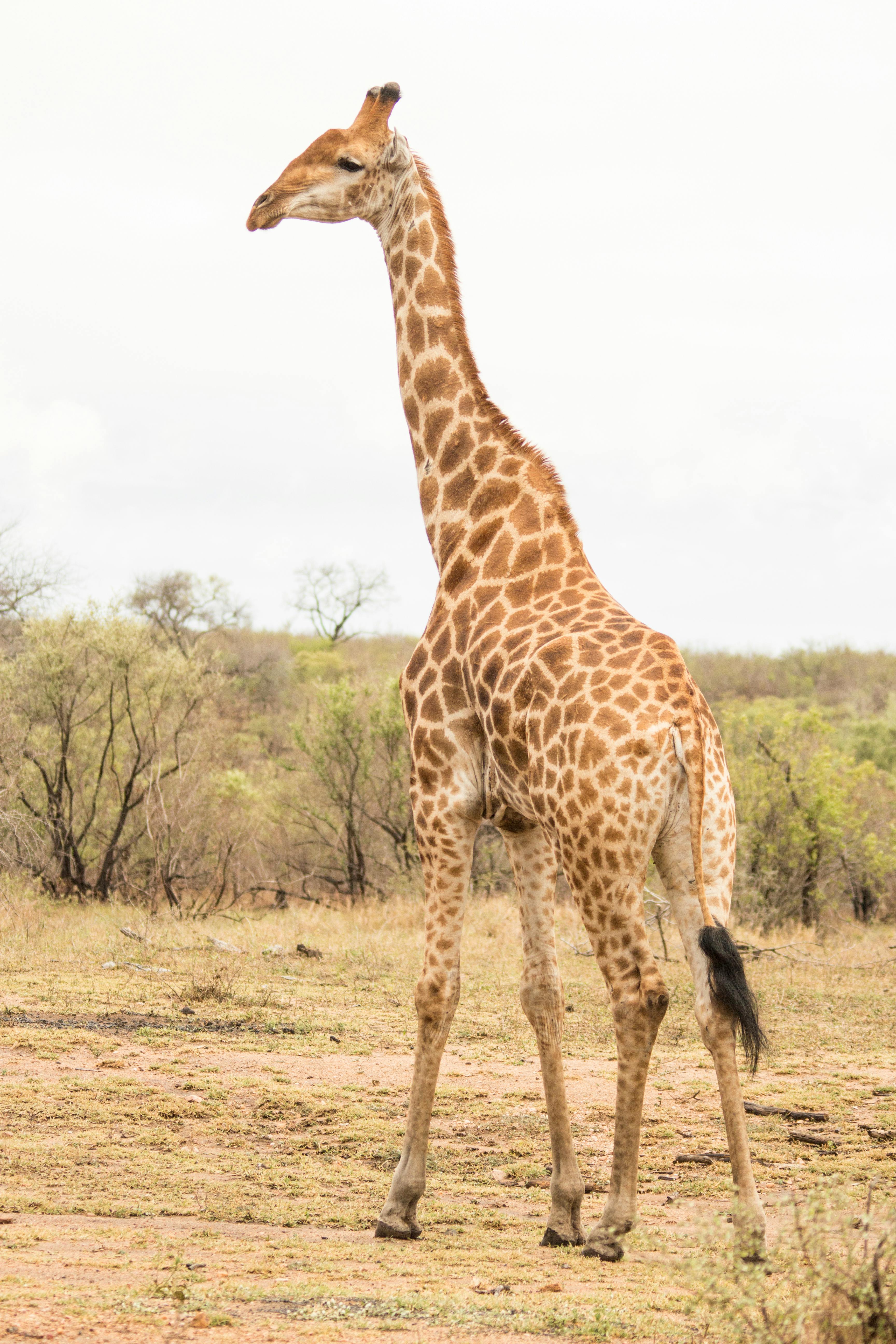 Giraffe on the Savannah · Free Stock Photo