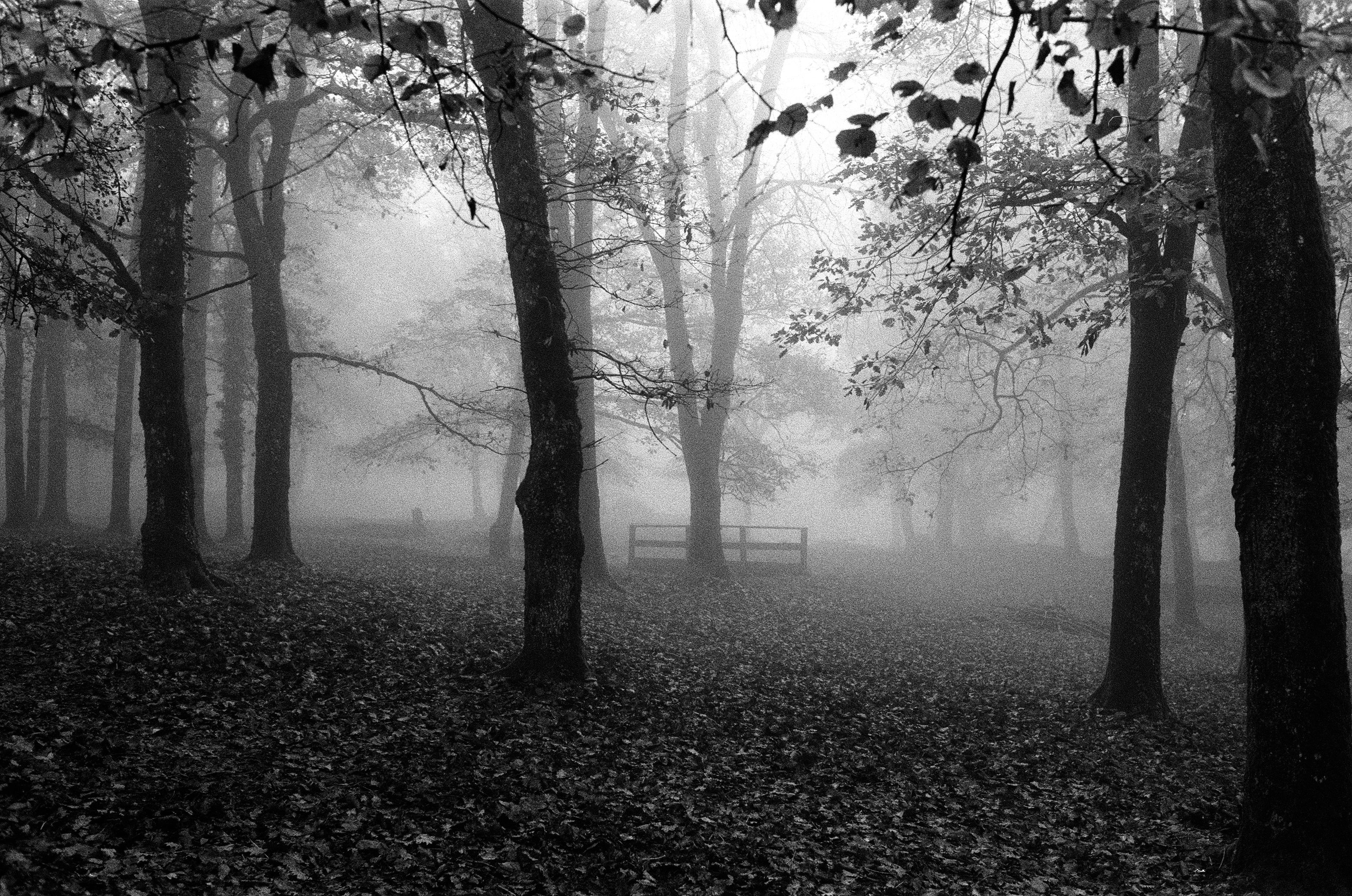 Gloomy Park in Fog · Free Stock Photo