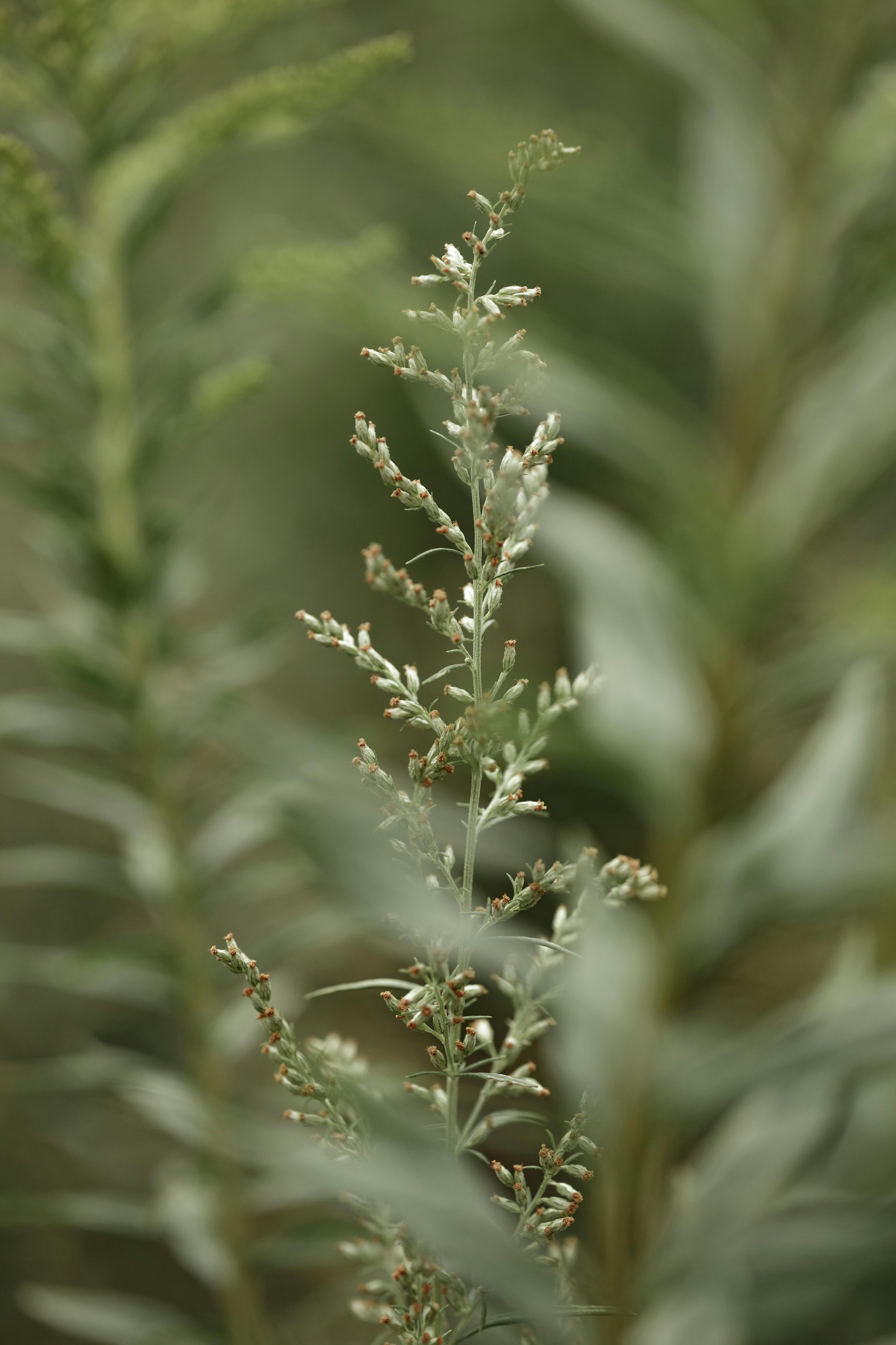 Fluffy Grass Spikes · Free Stock Photo
