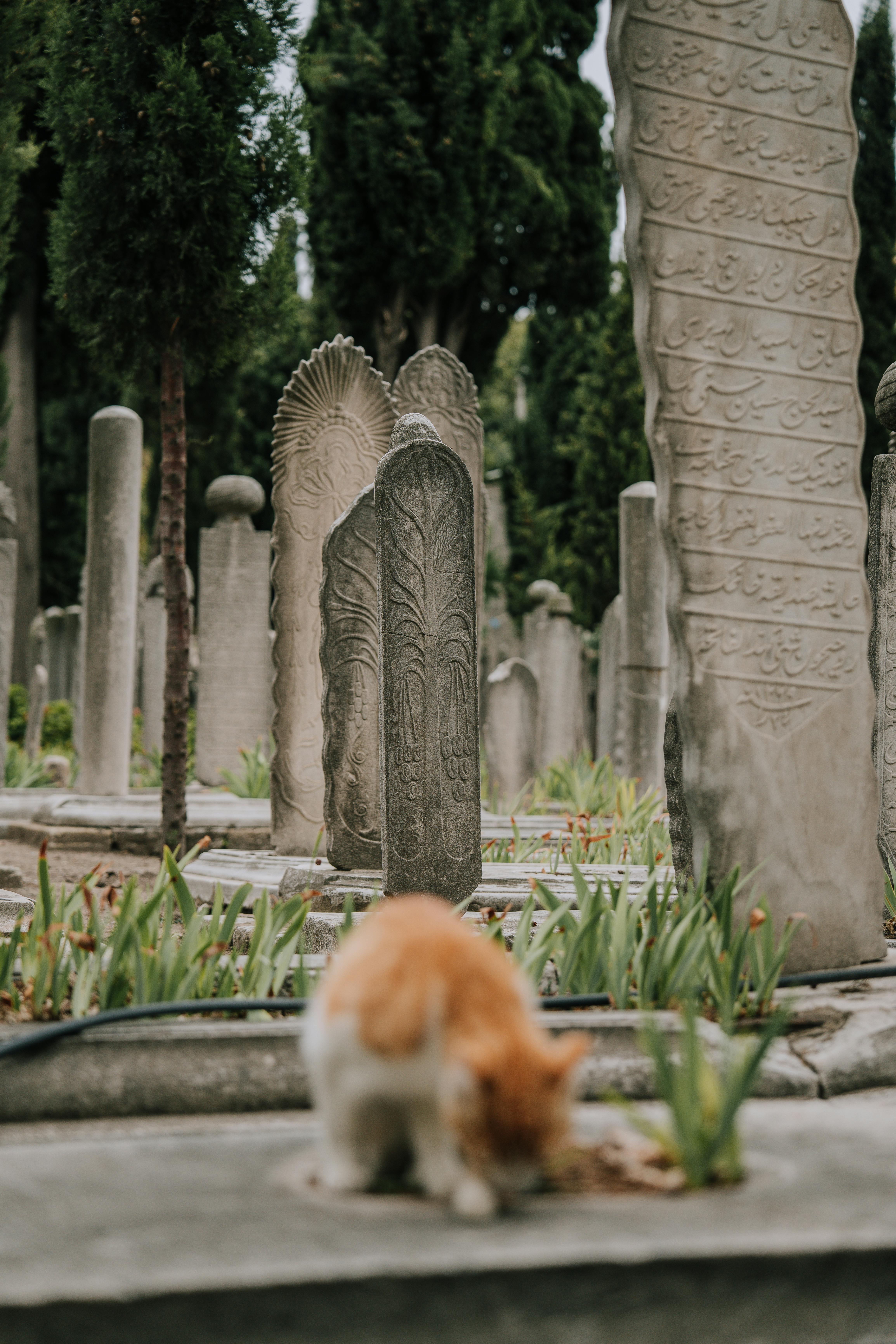 Tombstones in a Turkish Graveyard · Free Stock Photo