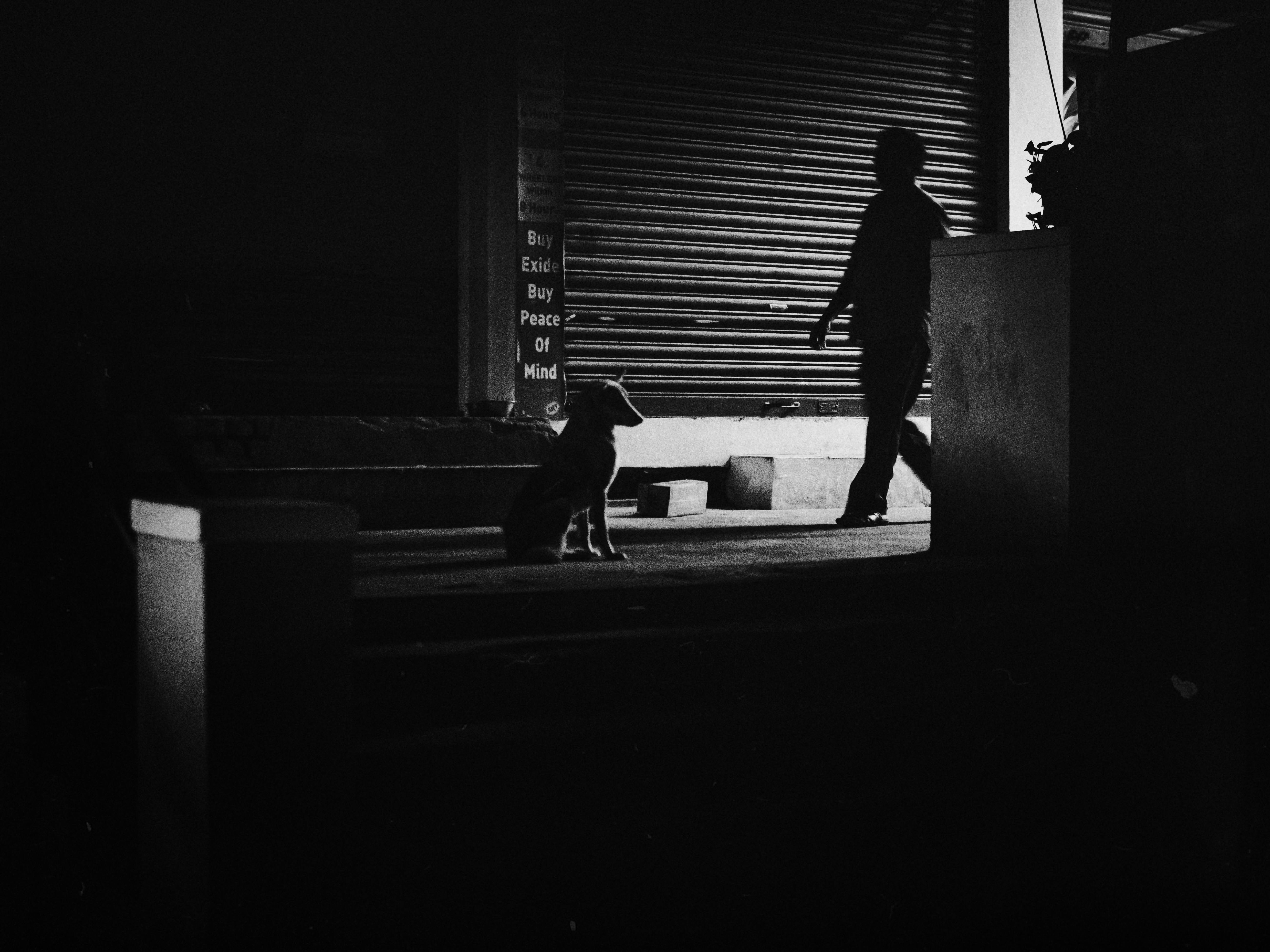 Dog Shadow Photos, Download The BEST Free Dog Shadow Stock Photos & HD ...