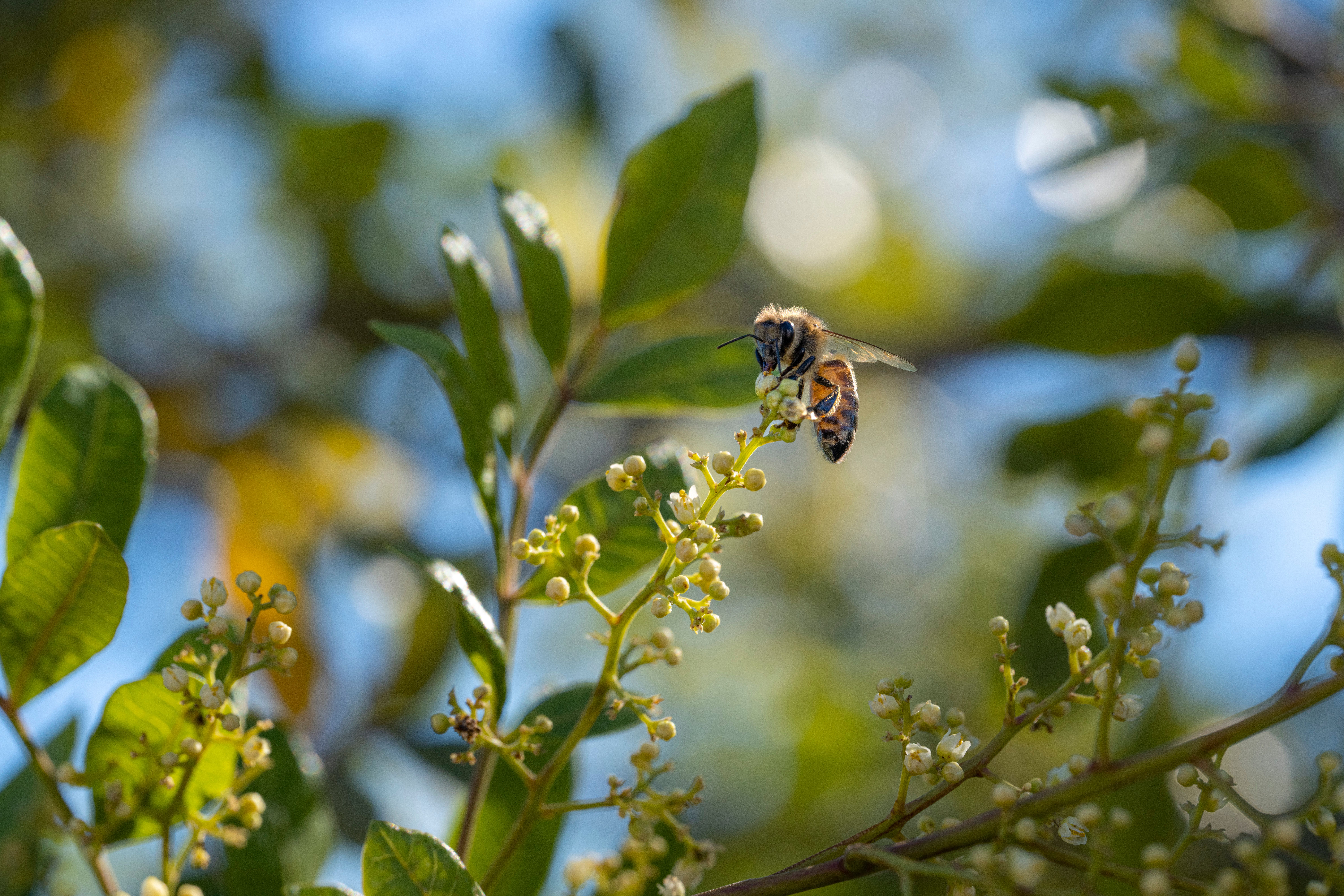 Merk Bee Photos, Download The BEST Free Merk Bee Stock Photos & HD Images