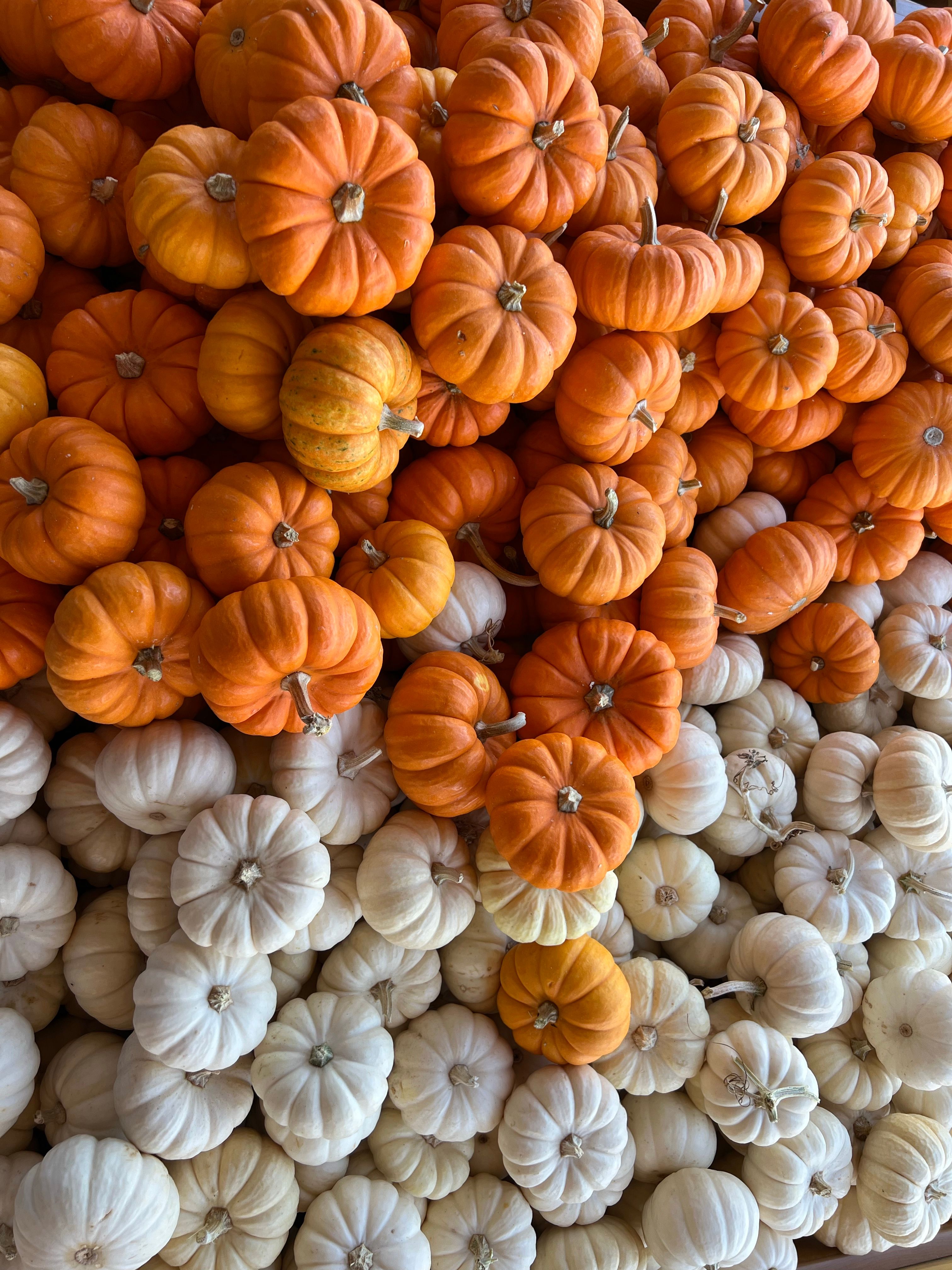 Top View of Abundance of Bright Orange Pumpkins · Free Stock Photo