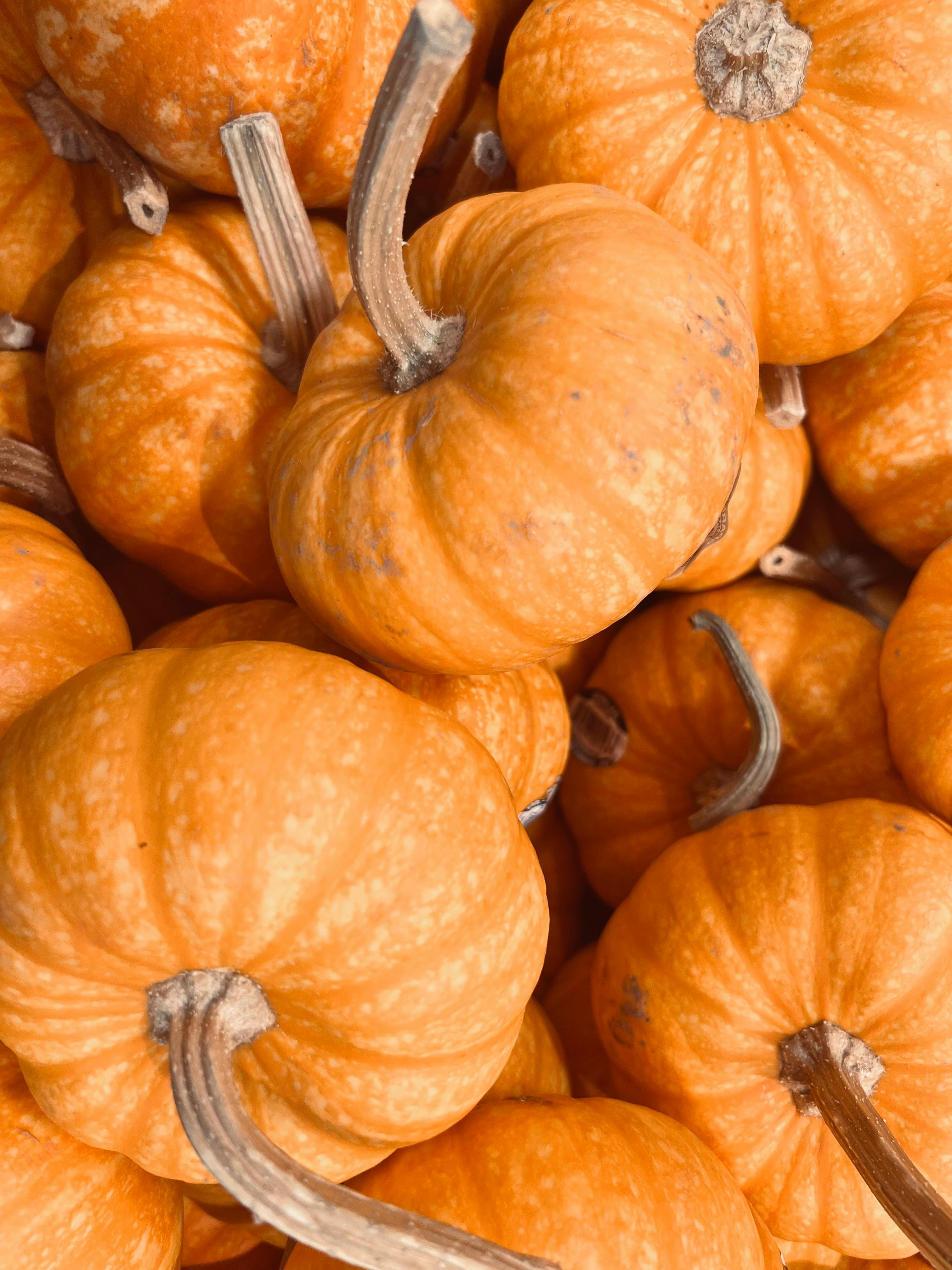 Close-Up Photography of A Pumpkin · Free Stock Photo