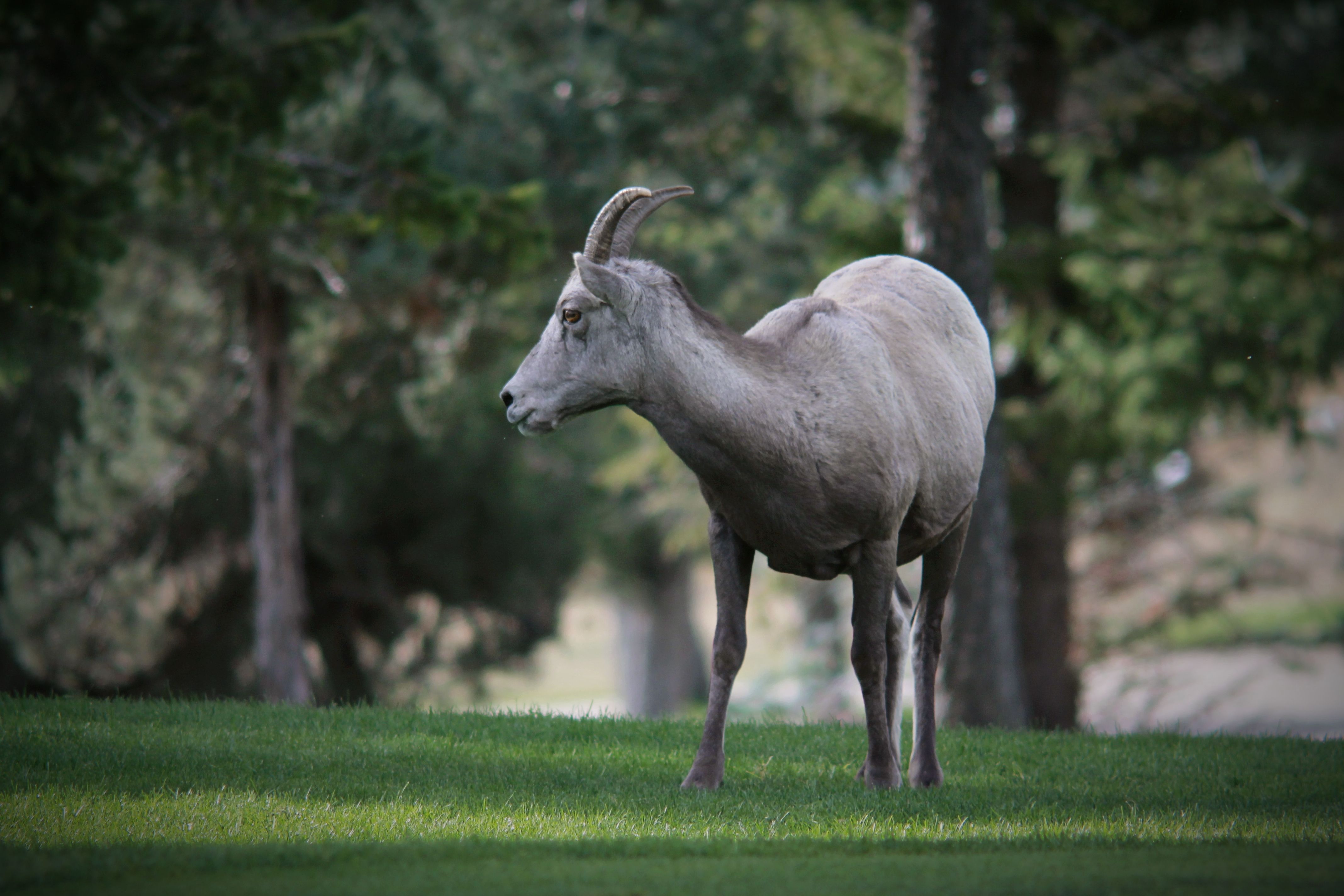 Foto de stock gratuita sobre al aire libre, américa del norte, animal ...