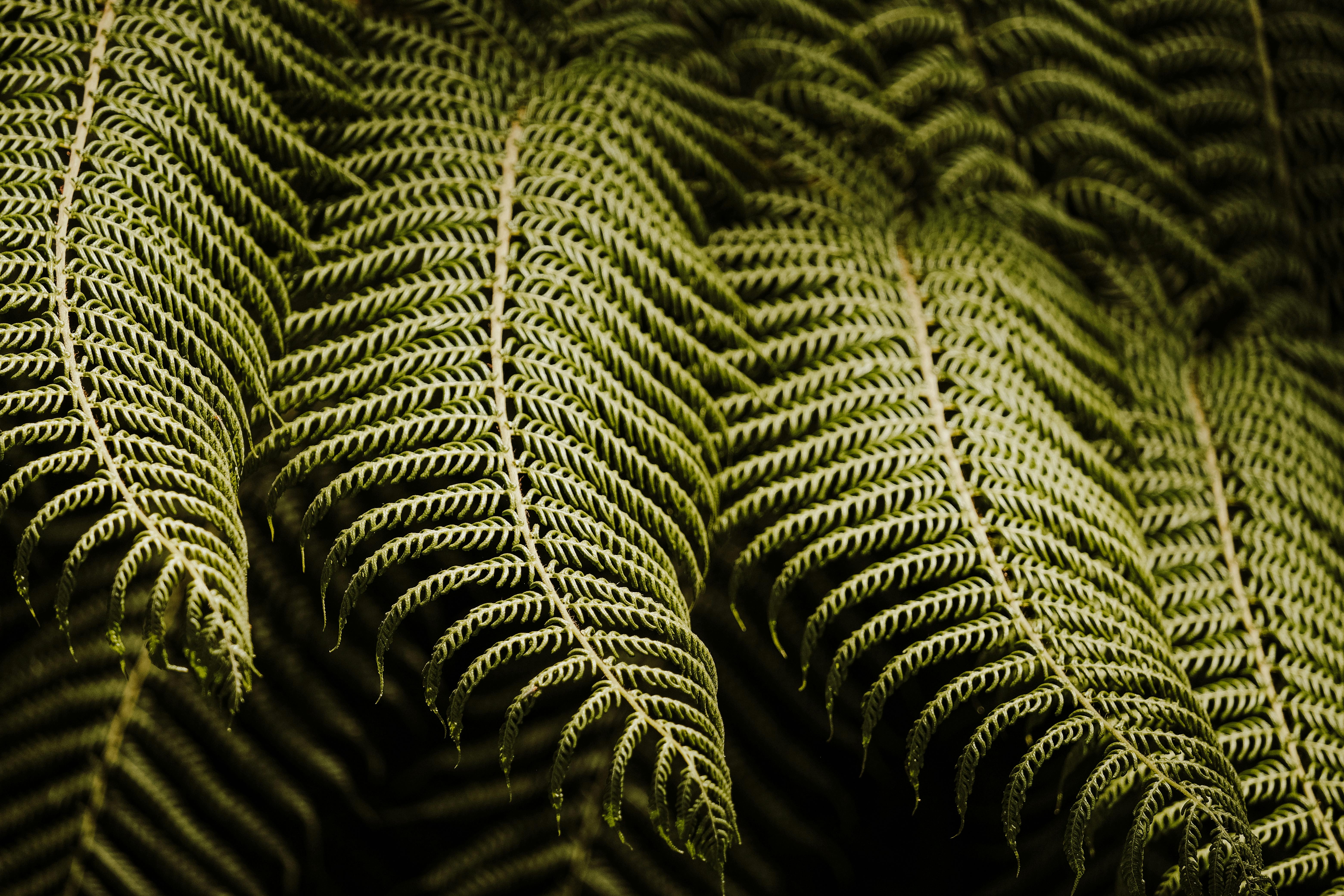 Foto de stock gratuita sobre al aire libre, belleza natural, bioma ...