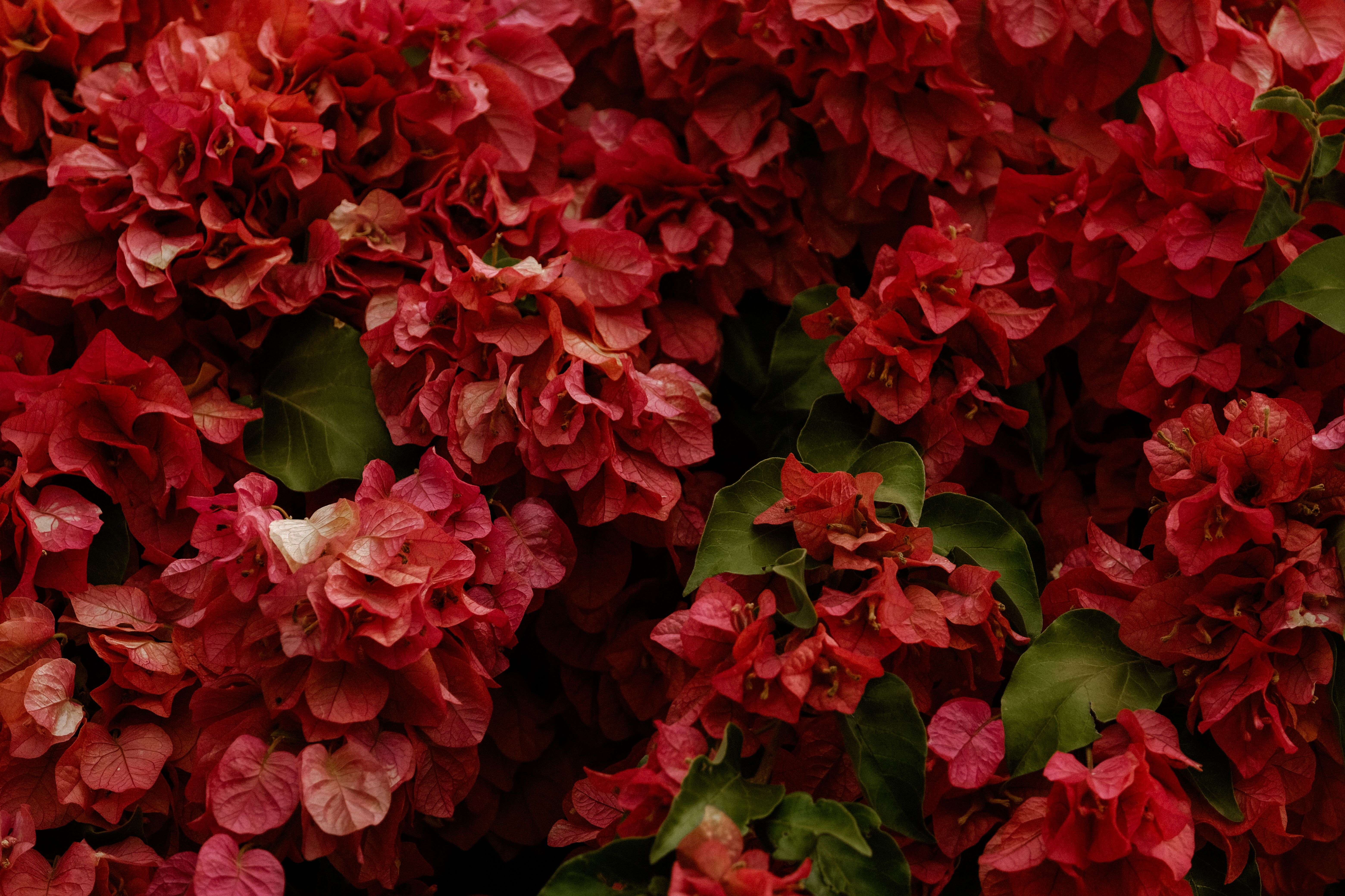 Red Hortensia Flowers in Garden · Free Stock Photo