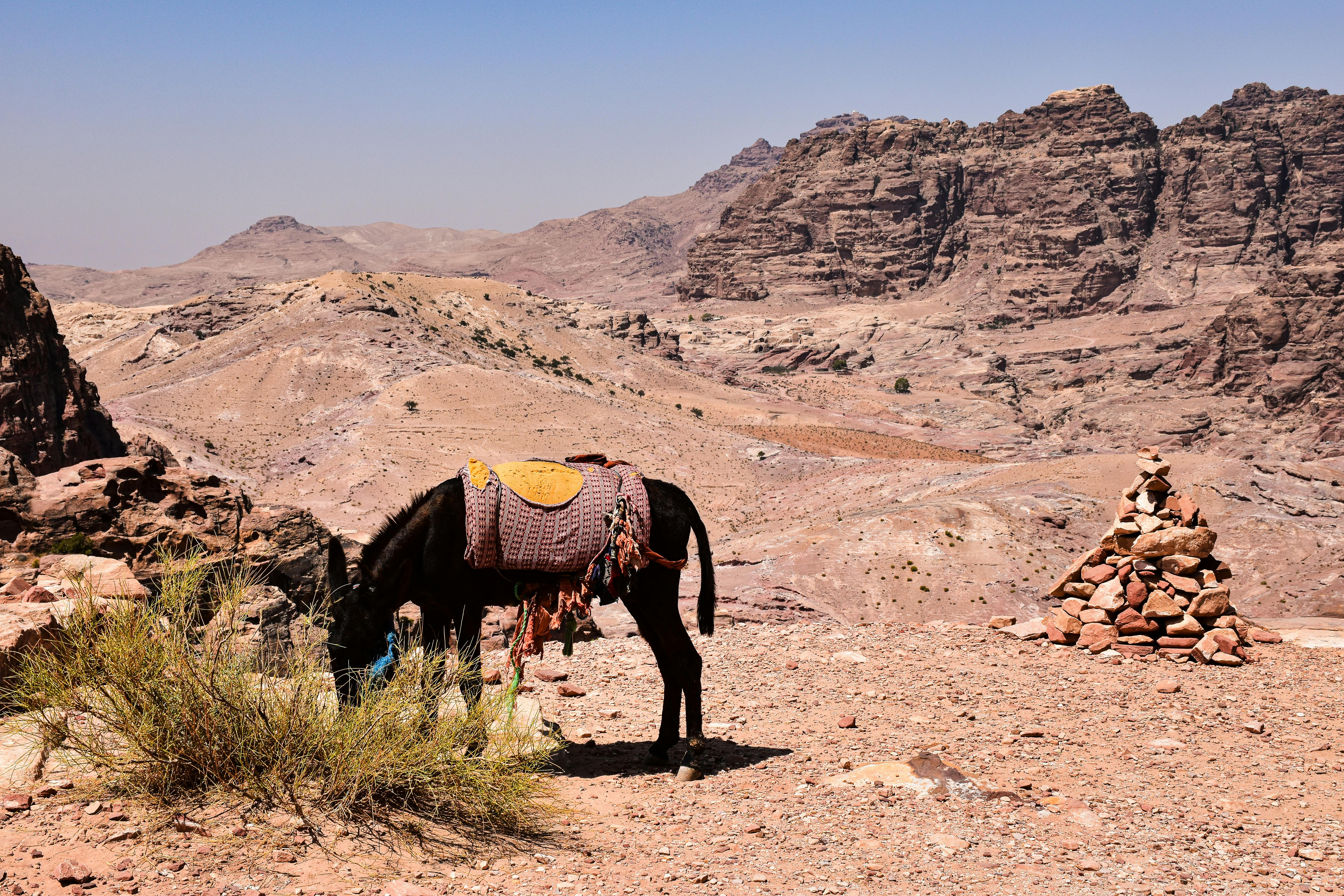 Mule Eating Plant in Desert · Free Stock Photo