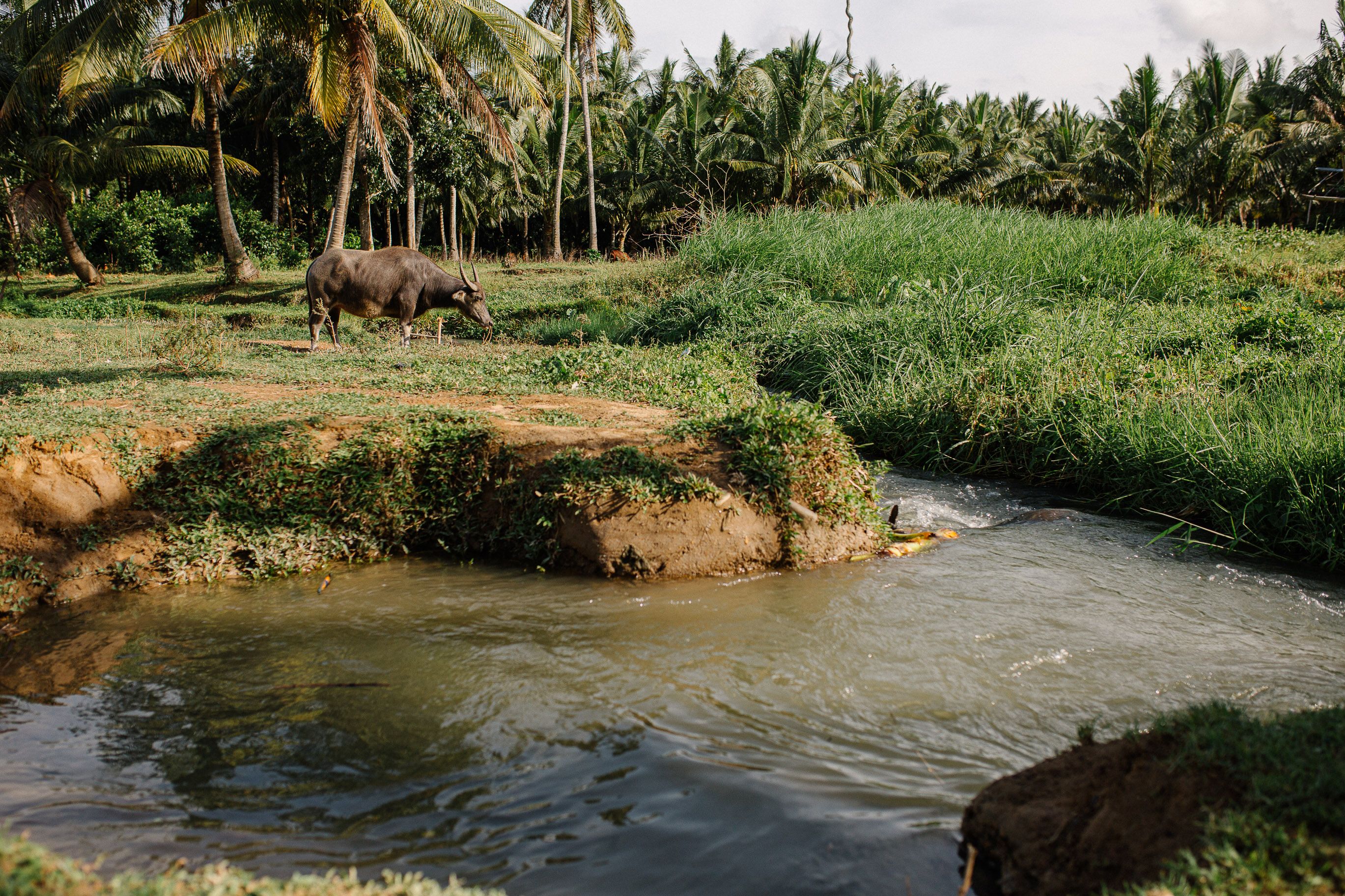 Carabao in Nature · Free Stock Photo
