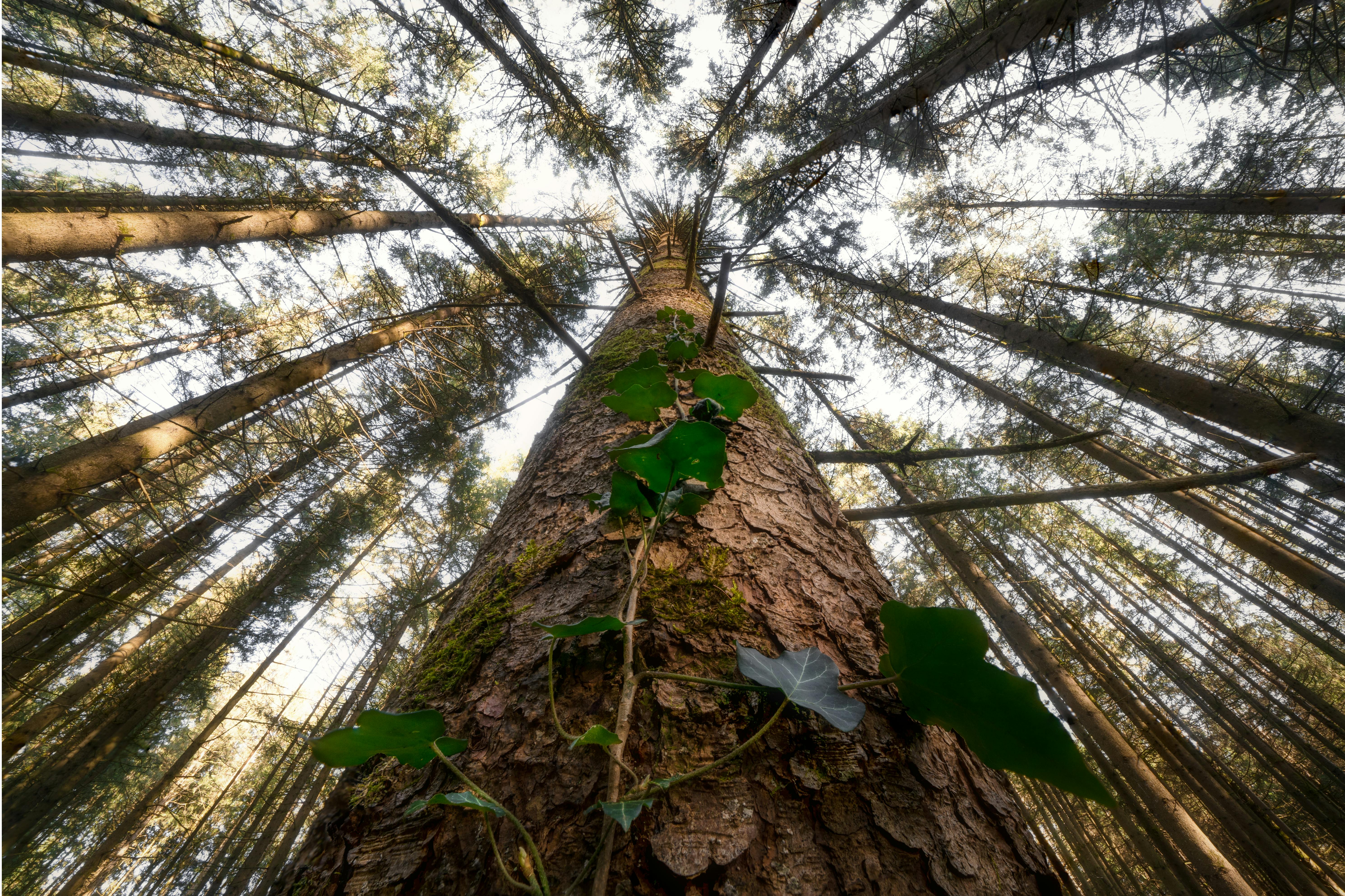 Ivy Climber Plant Growing Up a Tree Trunk · Free Stock Photo