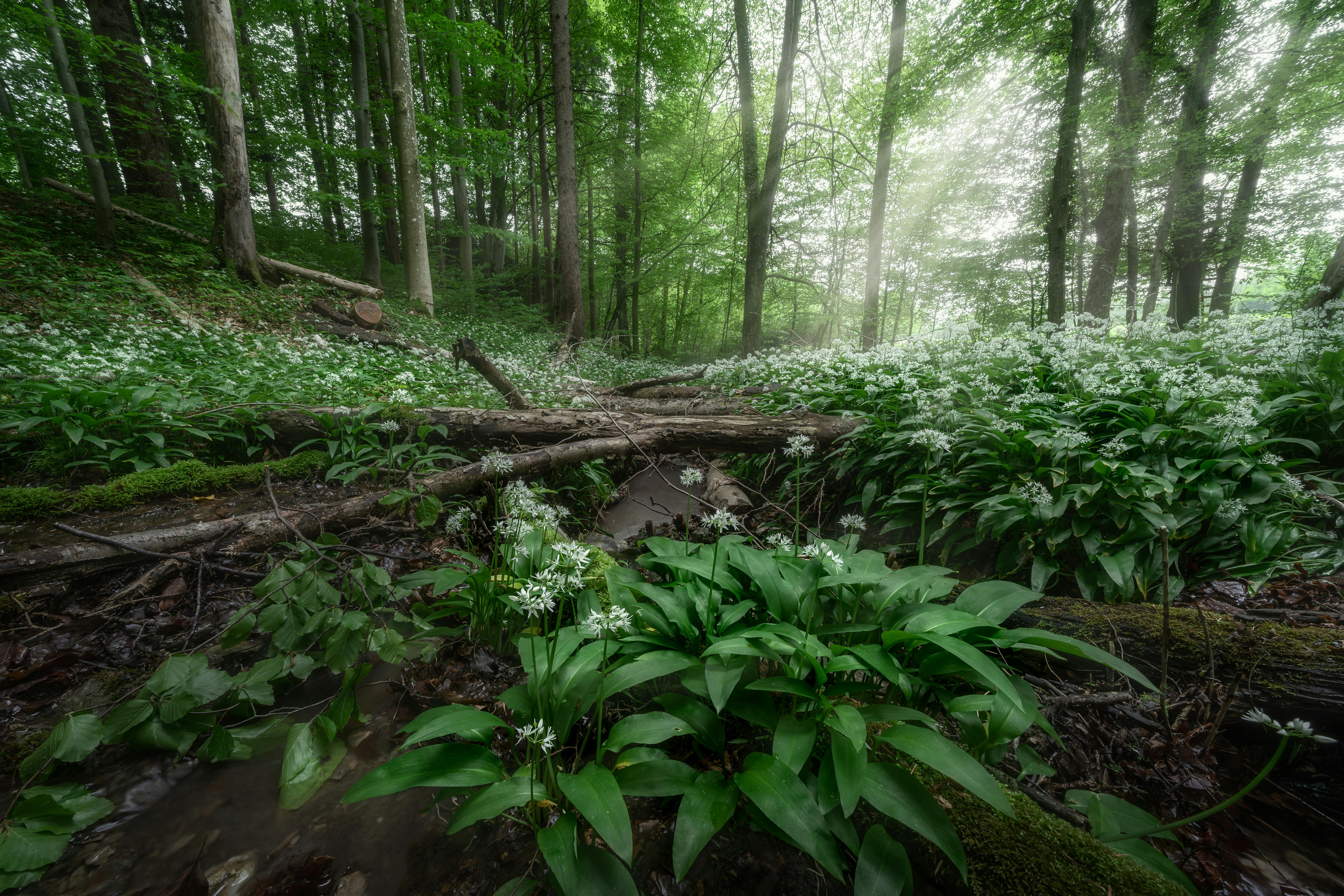 Flowers Growing on Slope in Park · Free Stock Photo