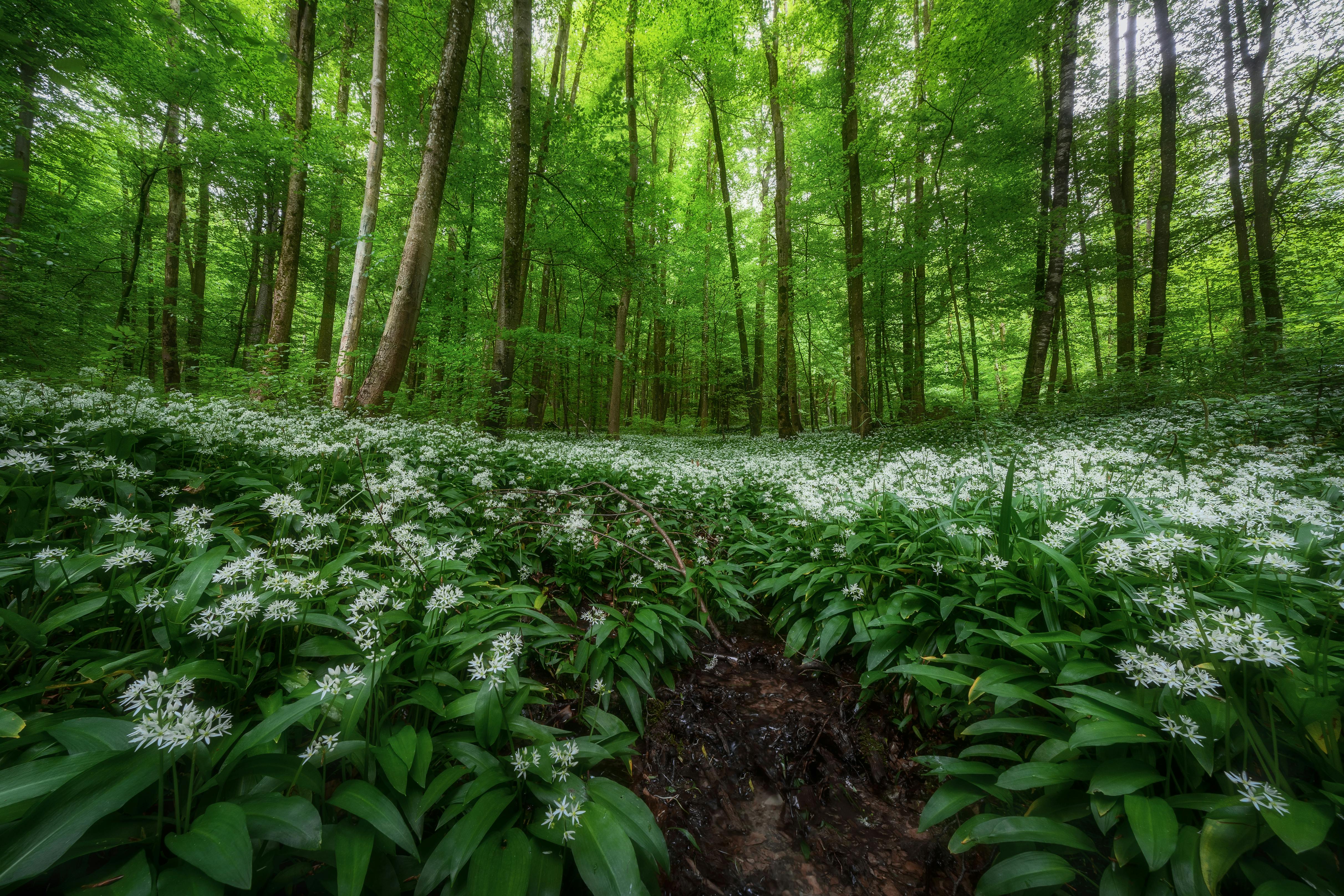 Flowers in Deep Forest · Free Stock Photo