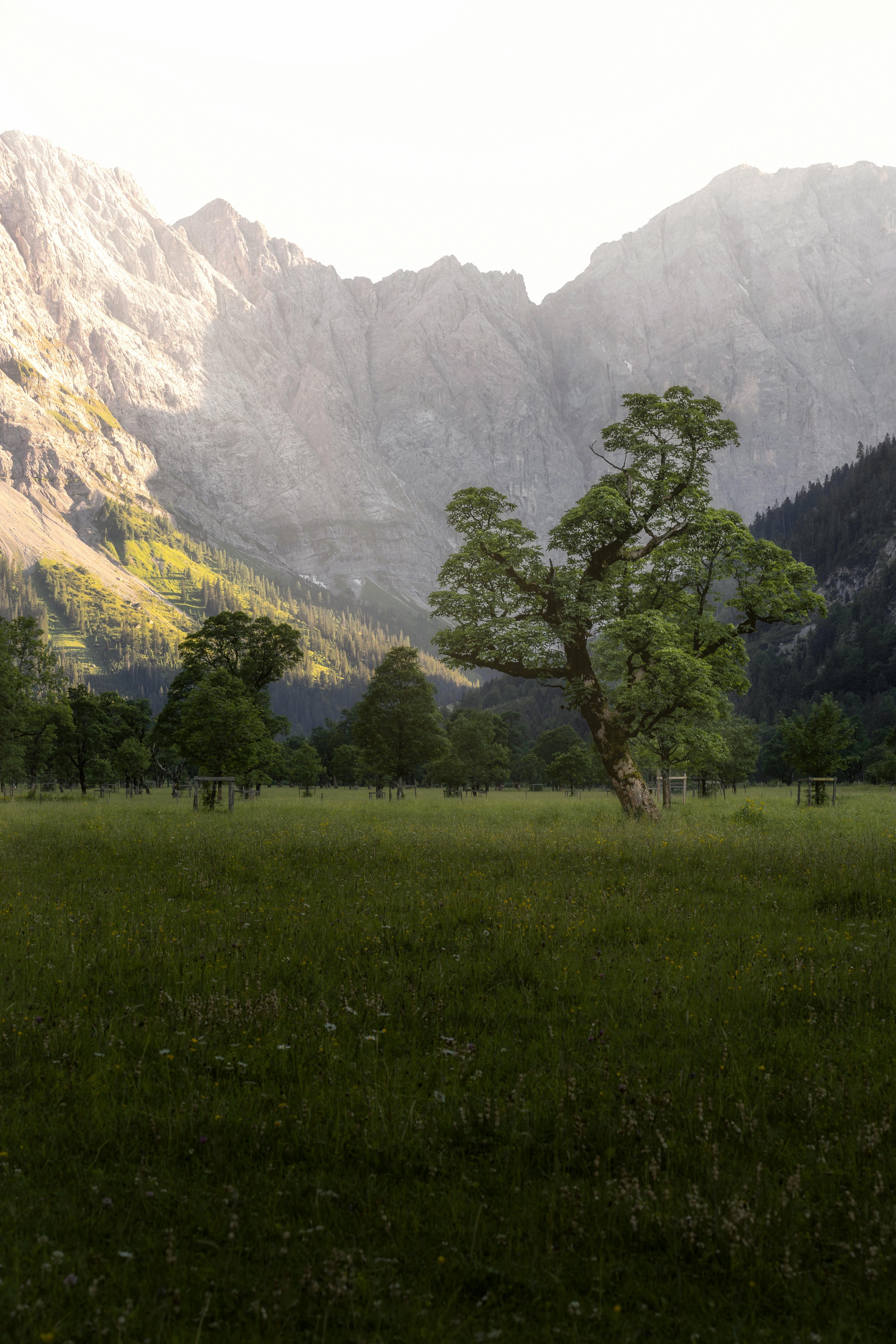 Trees in Valley · Free Stock Photo