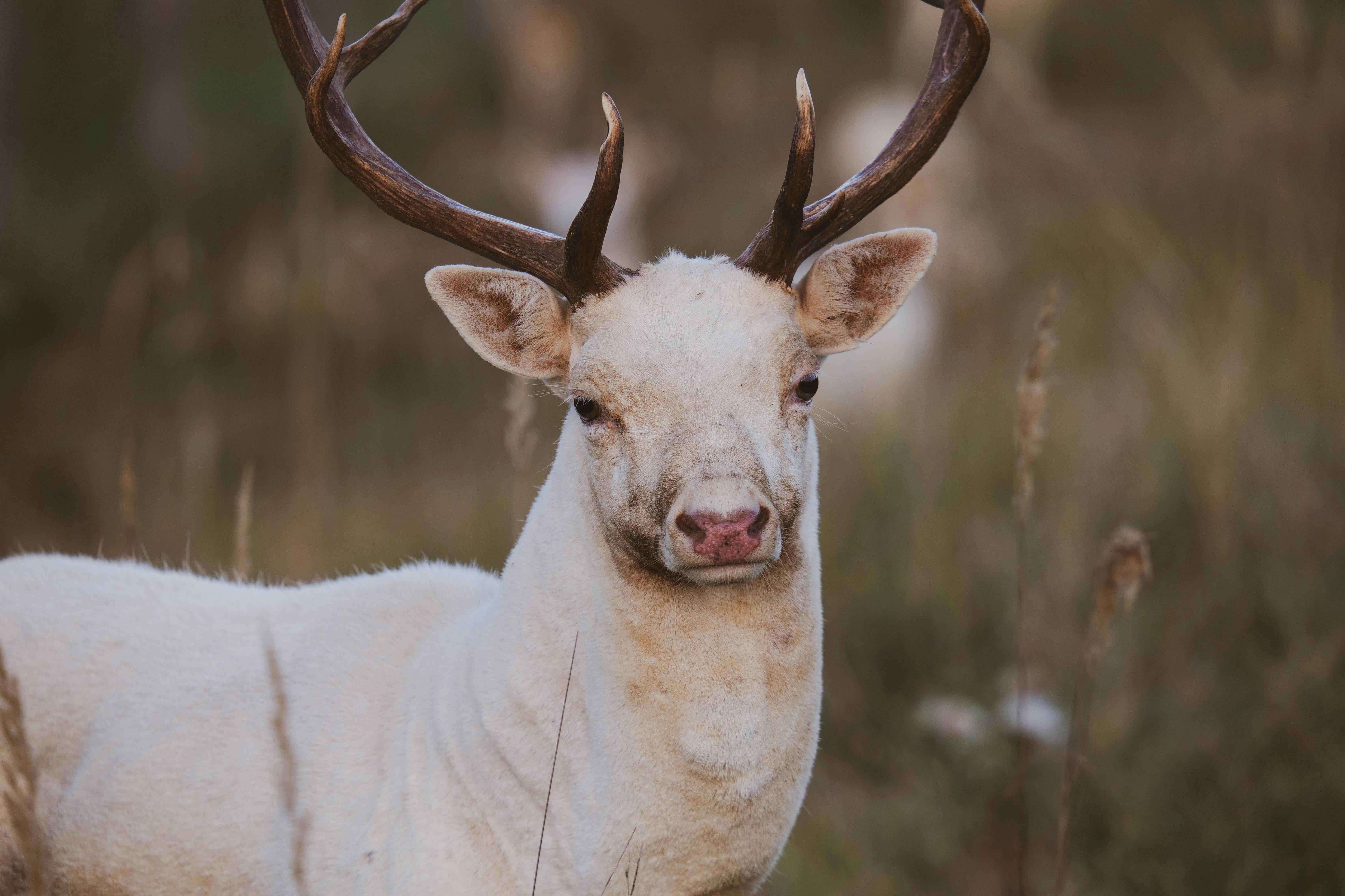Albino Deer in Close Up · Free Stock Photo