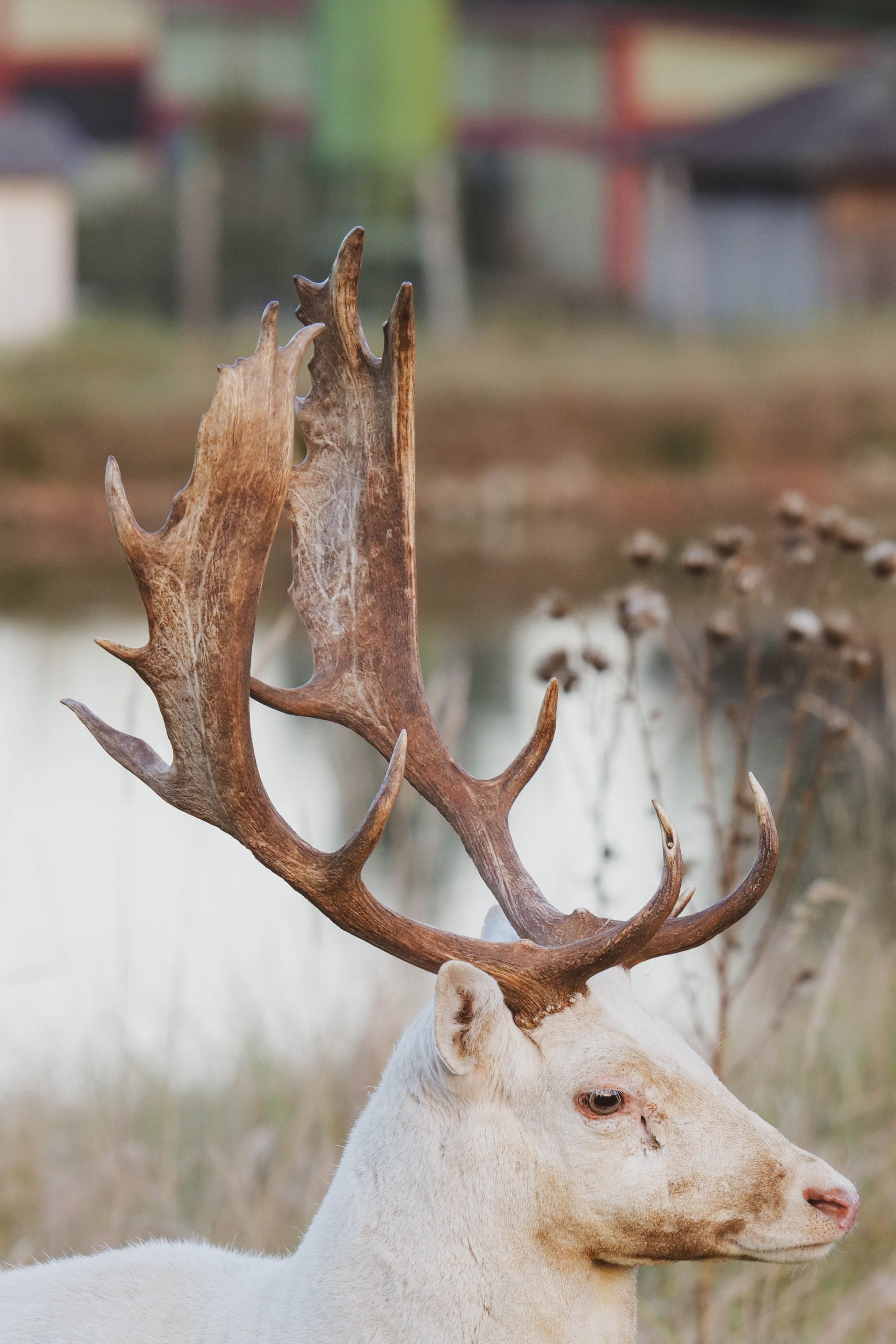 Deer Jumping Photos, Download The BEST Free Deer Jumping Stock Photos ...