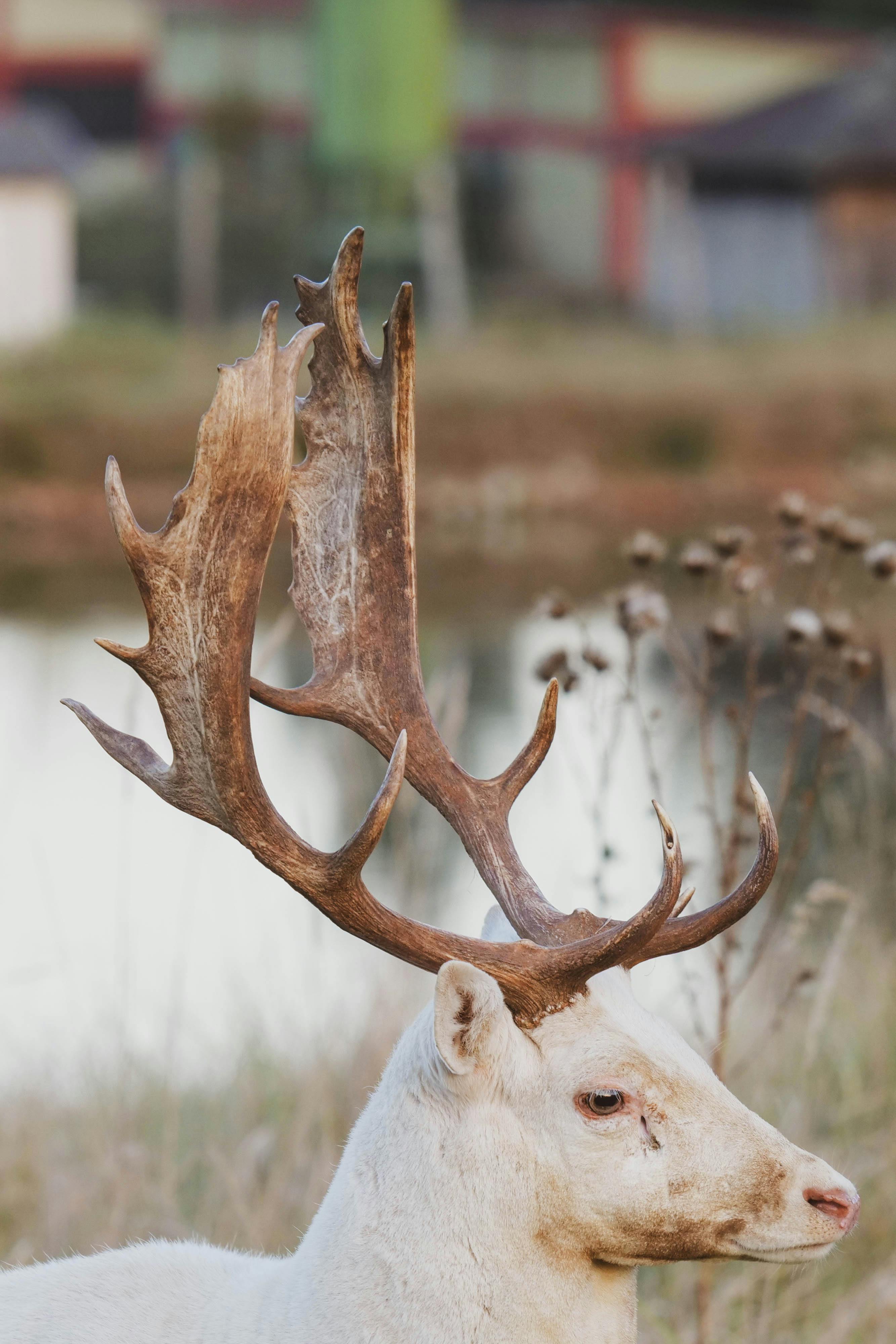 Doe Name Photos, Download The BEST Free Doe Name Stock Photos & HD Images