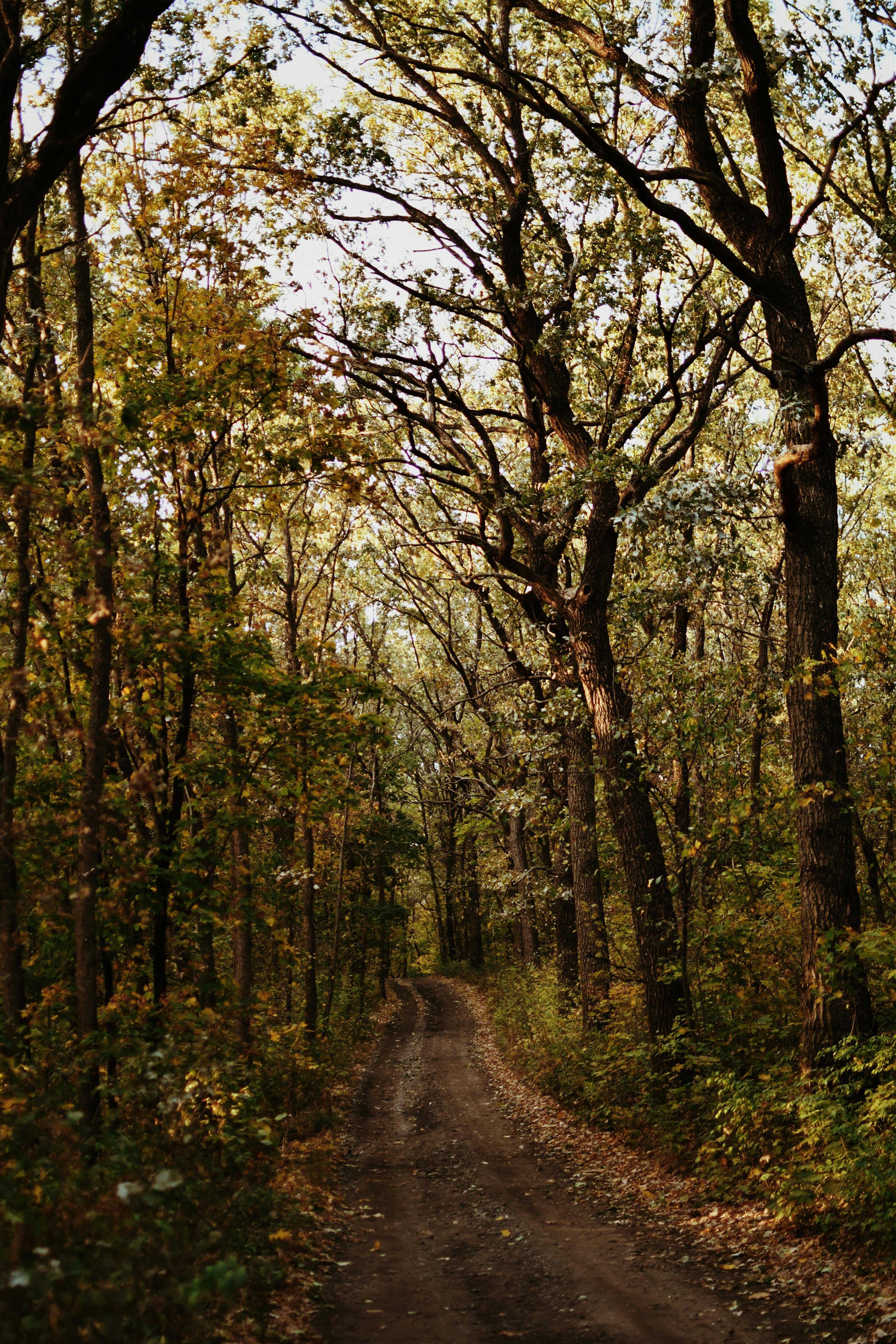 Pathway Near Trees · Free Stock Photo