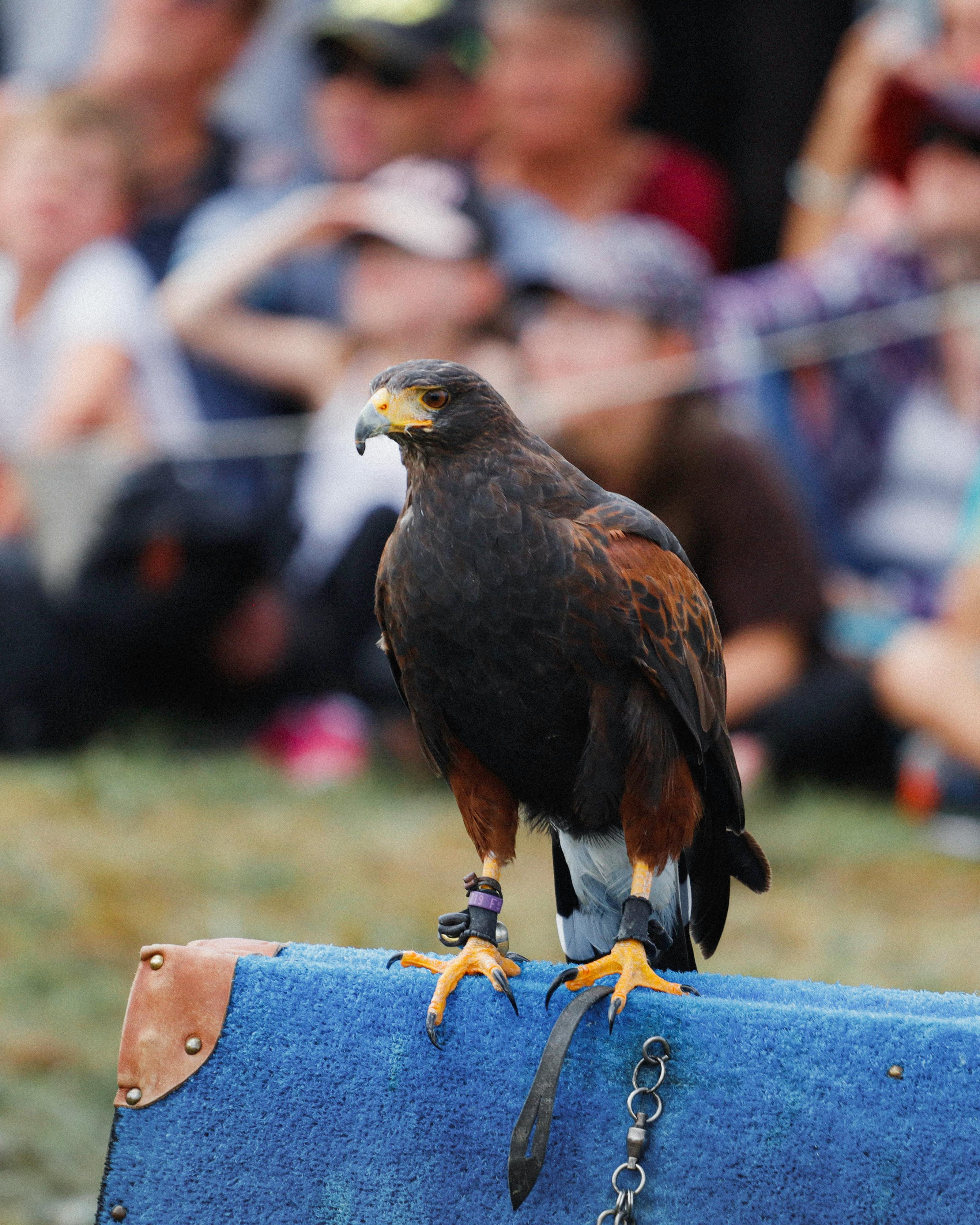 Close-up of a Hawk in Blurred Background · Free Stock Photo