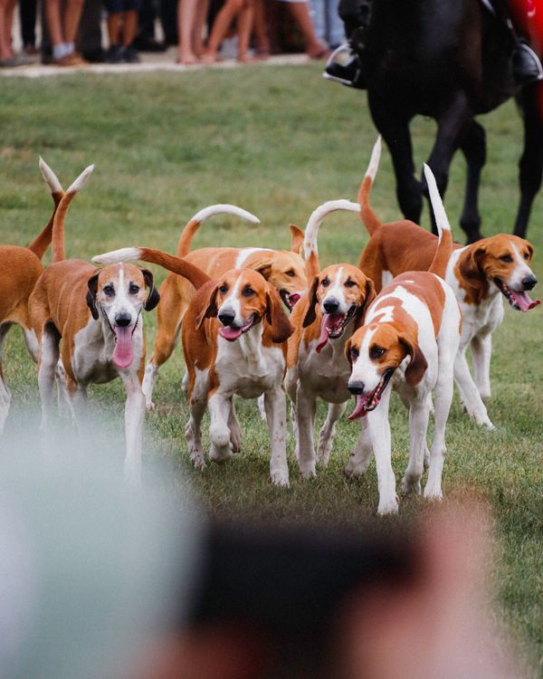 Dogs Running Photos, Download The BEST Free Dogs Running Stock Photos ...