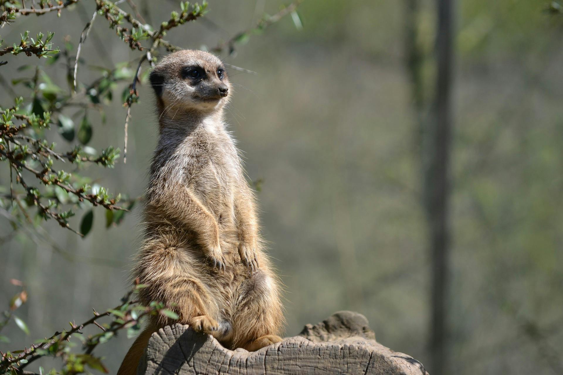 Brown and White 2 Legged Animal Standing on Tree Branch · Free Stock Photo