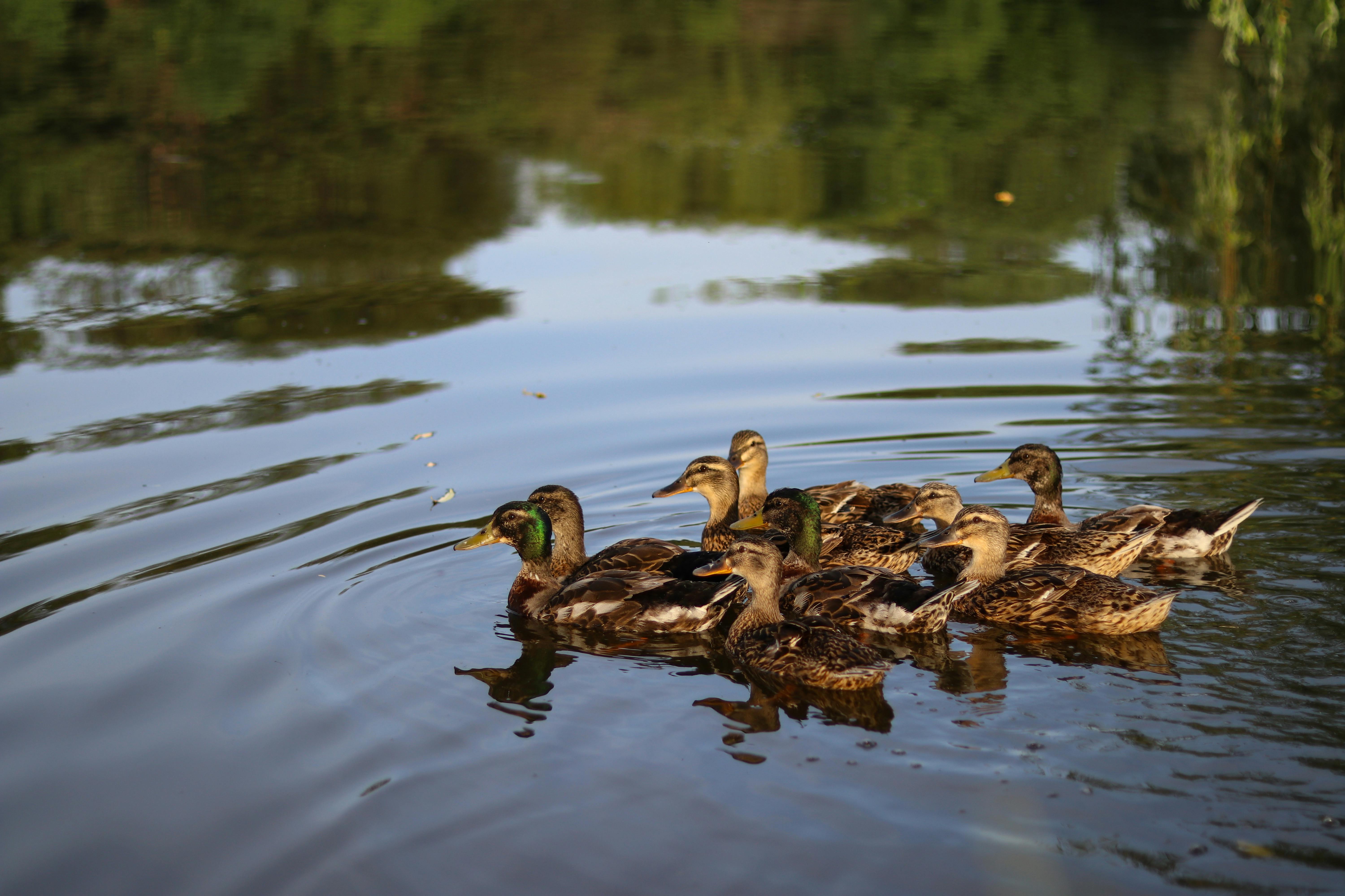 Group of Ducklings Huddling Together on Grass · Free Stock Photo