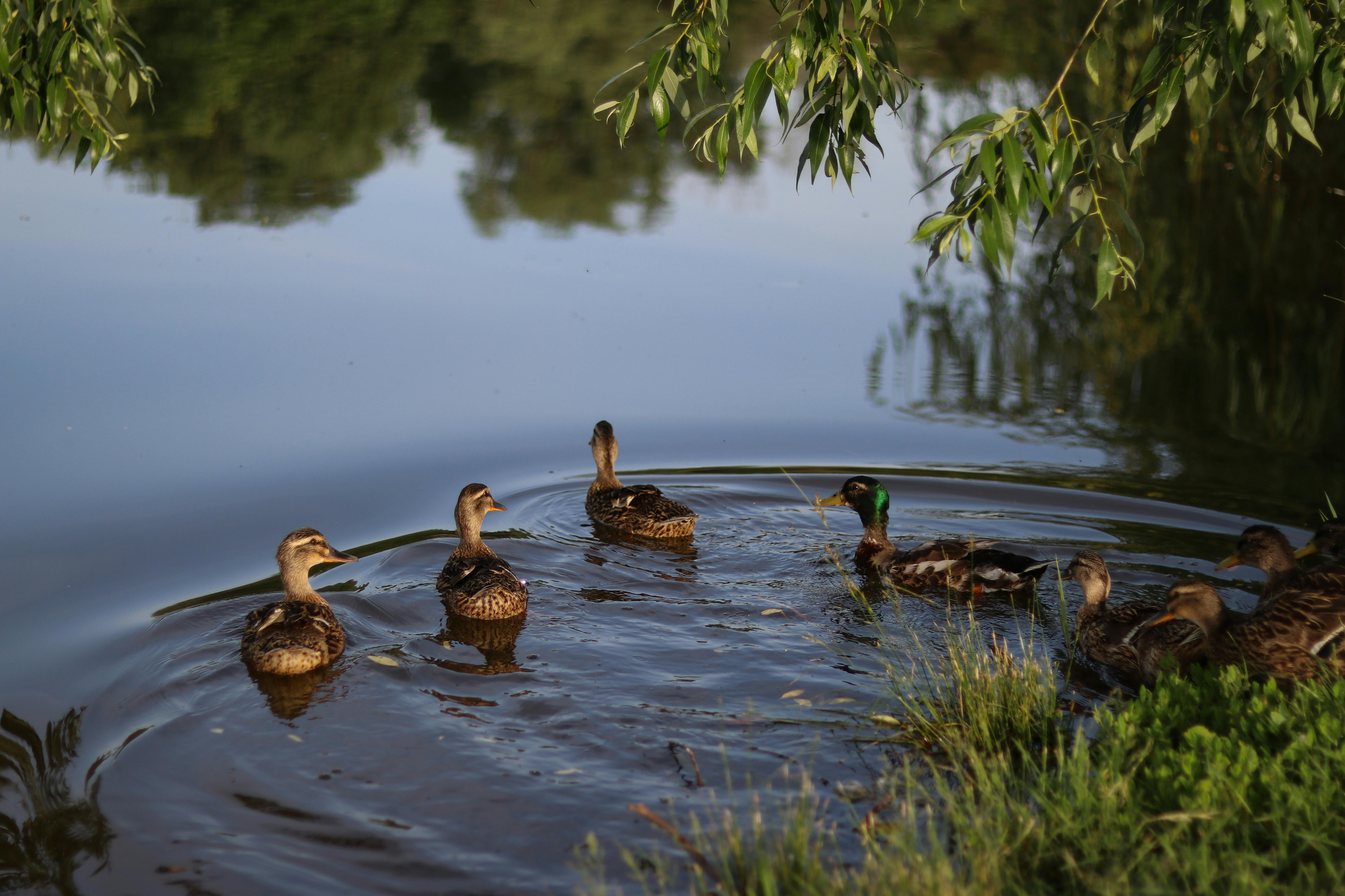 Mallards Photos, Download The BEST Free Mallards Stock Photos & HD Images