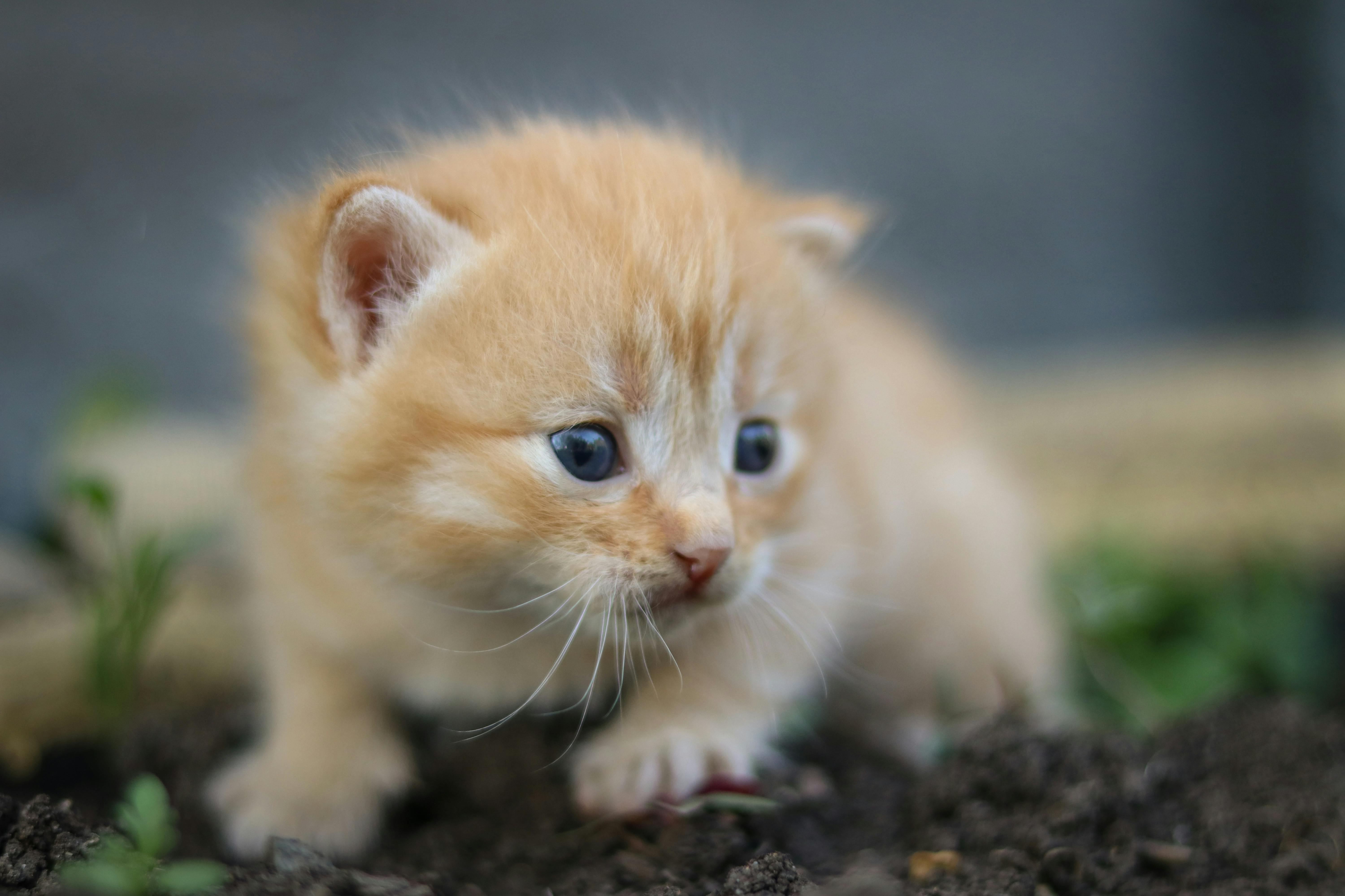 Kitten Crawling Photos, Download The BEST Free Kitten Crawling Stock ...