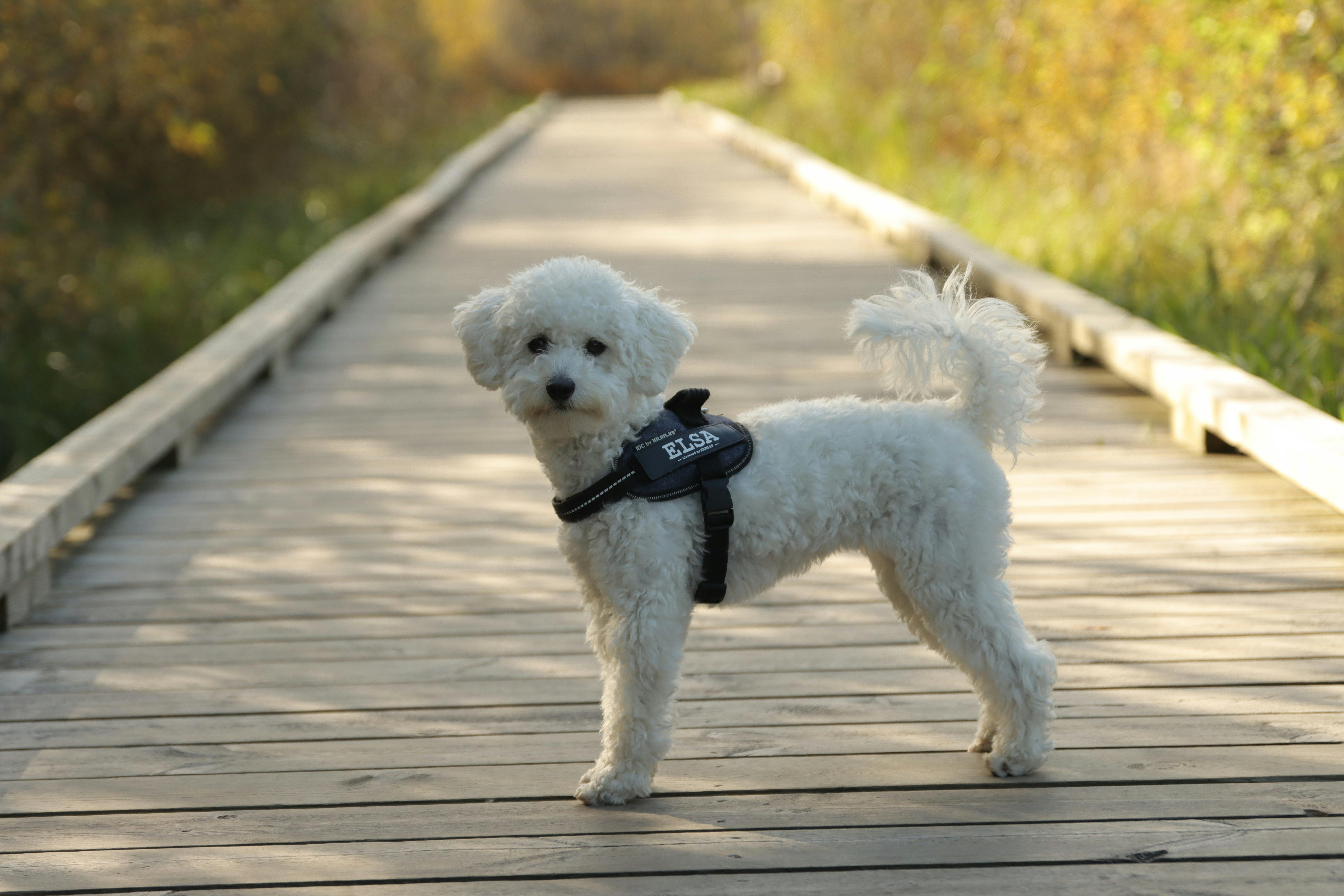 Dog · Free Stock Photo